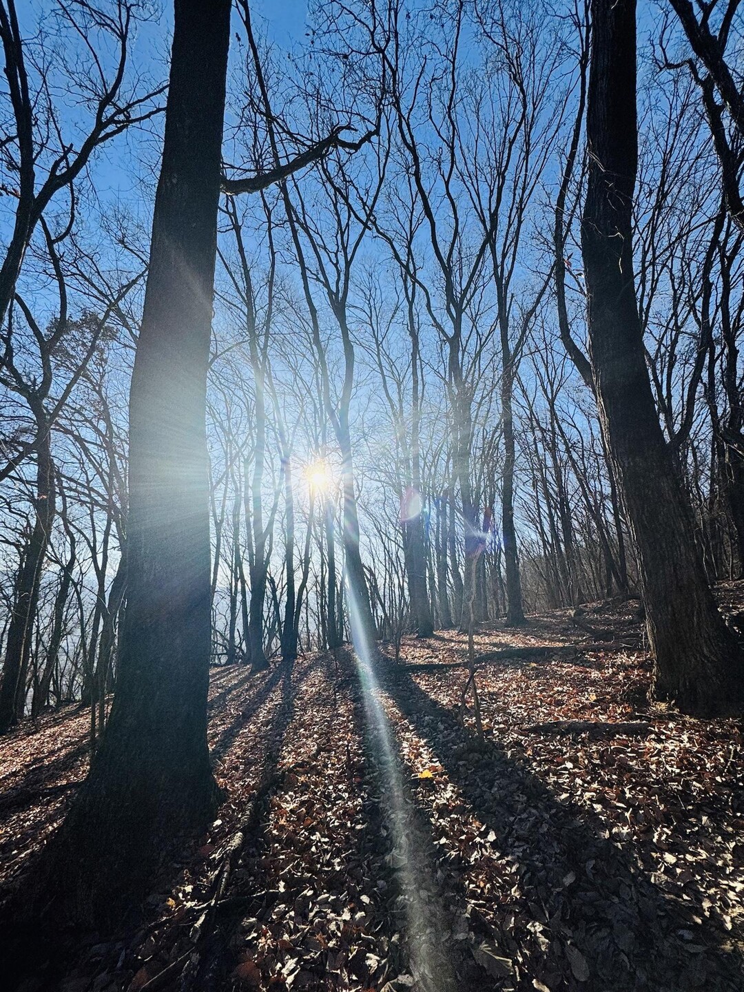 【2025年トレ初め】大蔵経寺山 / amuさんの要害山・兜山・大蔵経寺山の活動データ | YAMAP / ヤマップ