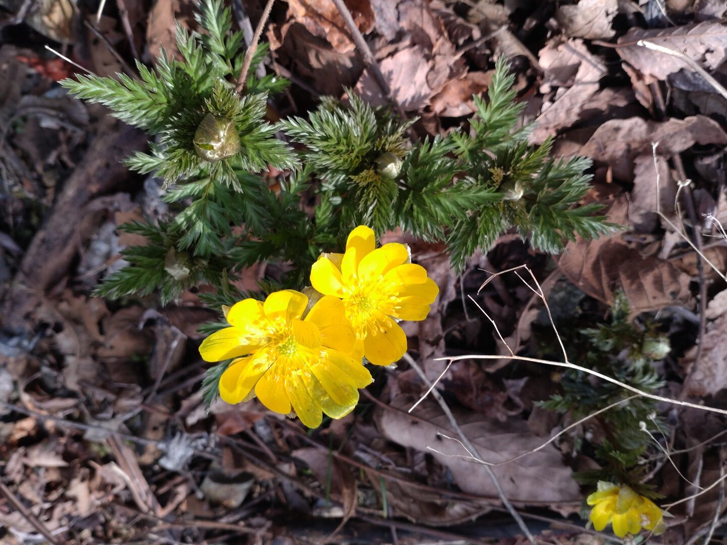 鶏足山(徳島県) / kumo-takaさんの国見山の活動データ | YAMAP / ヤマップ