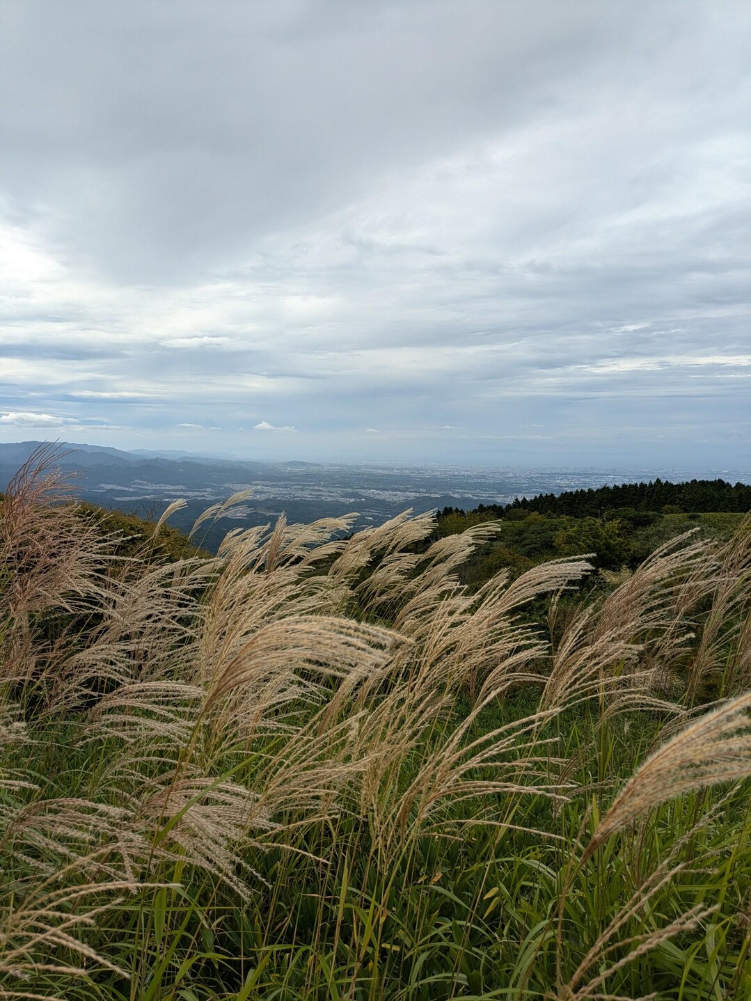 ススキ🌾揺れる大和葛城山 / noanoaさんの金剛山・二上山・大和葛城山の活動データ | YAMAP / ヤマップ