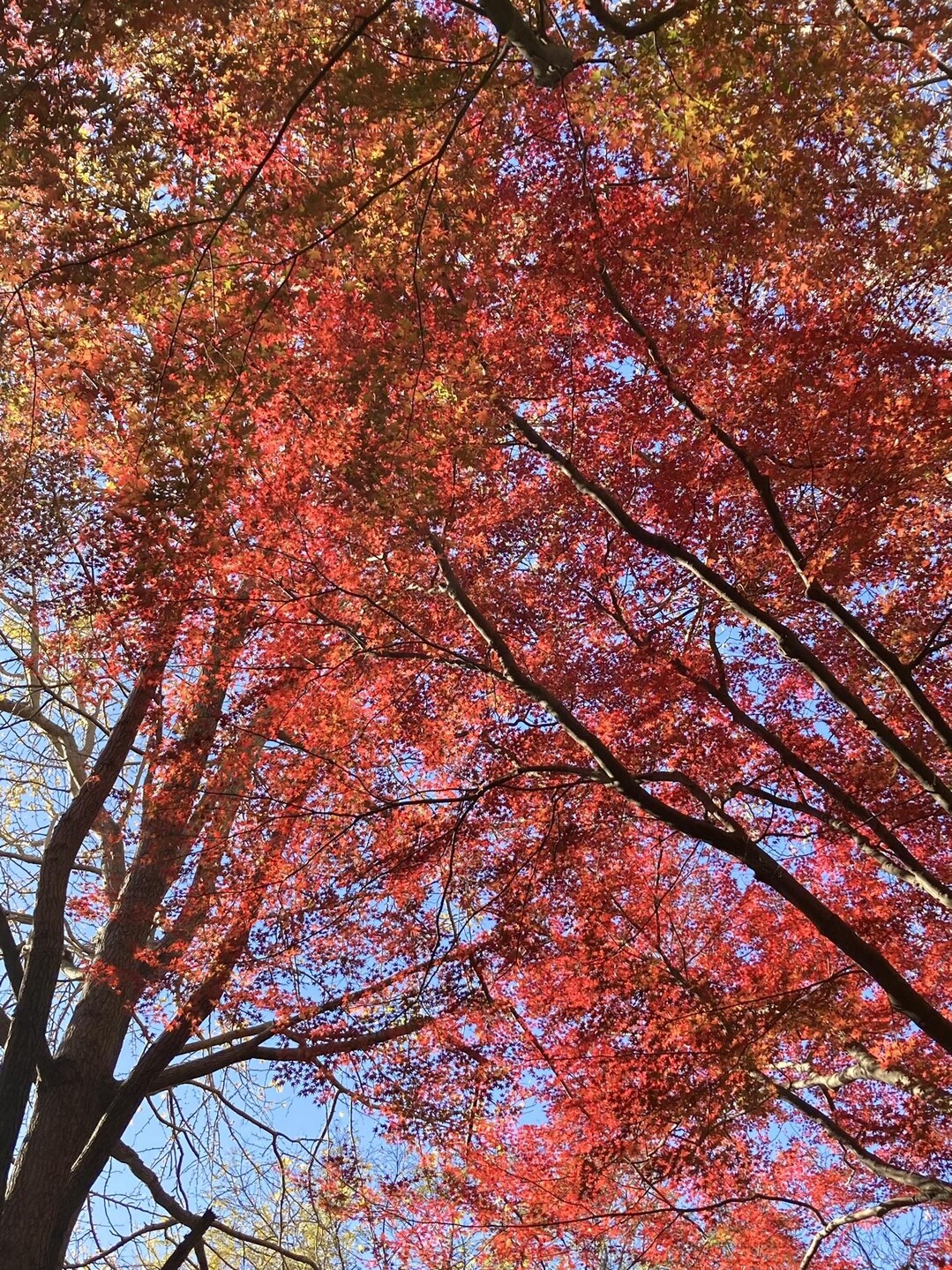 鎌倉天園(9) / miiさんの鎌倉アルプス（大平山・天台山）の活動データ | YAMAP / ヤマップ