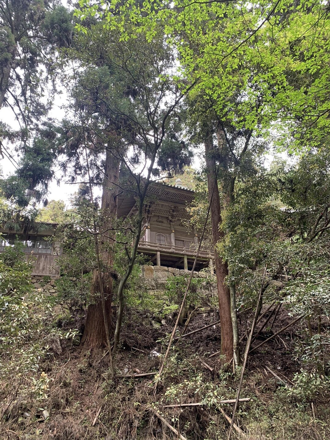 書写山 / YMO.Kさんの書写山・伊勢山・とんがり山の活動データ | YAMAP / ヤマップ