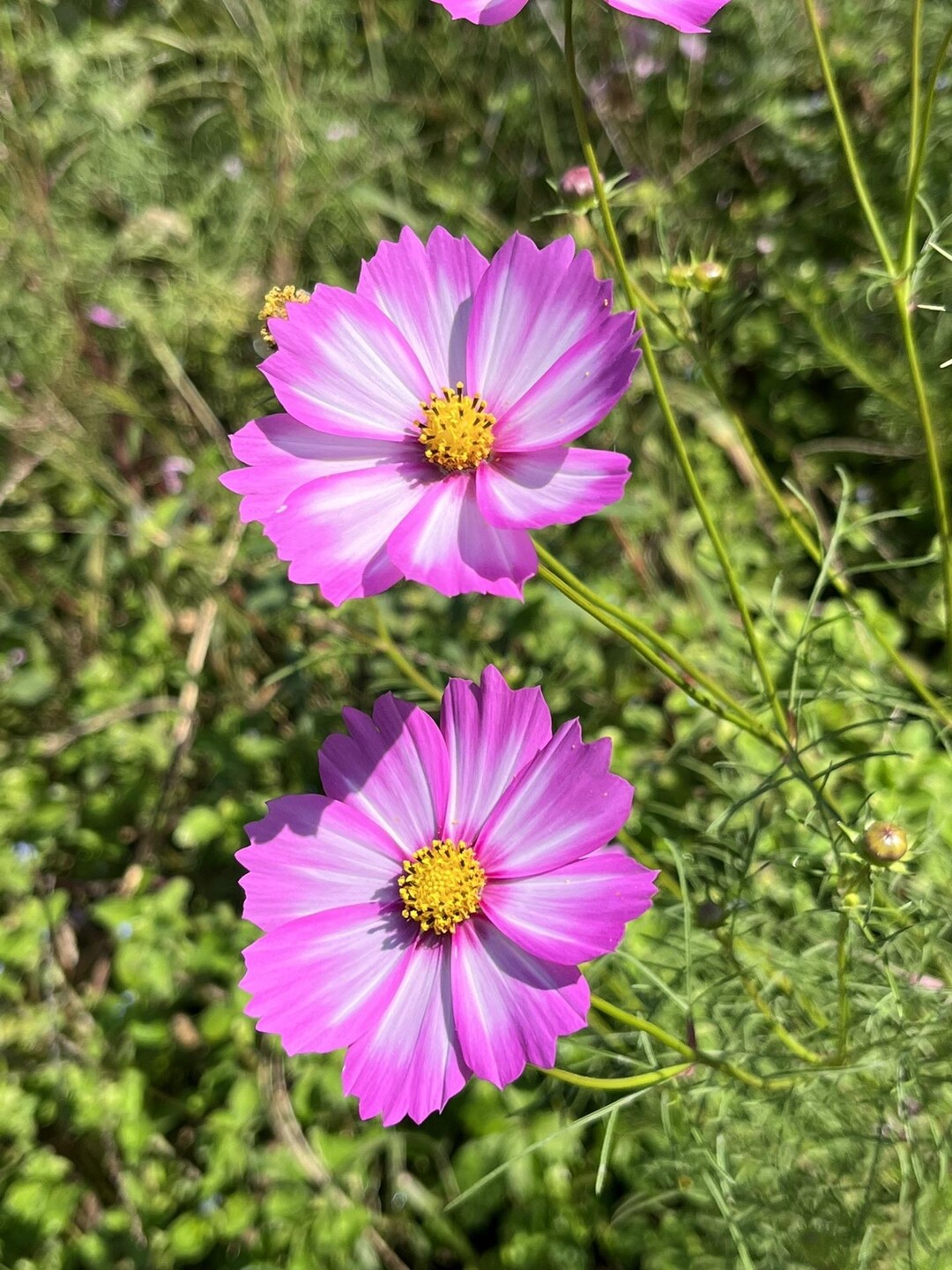 R4.2022.10.15 3時間程、ウ... / ngs2福犬🦮🦮さんのモーメント | YAMAP / ヤマップ