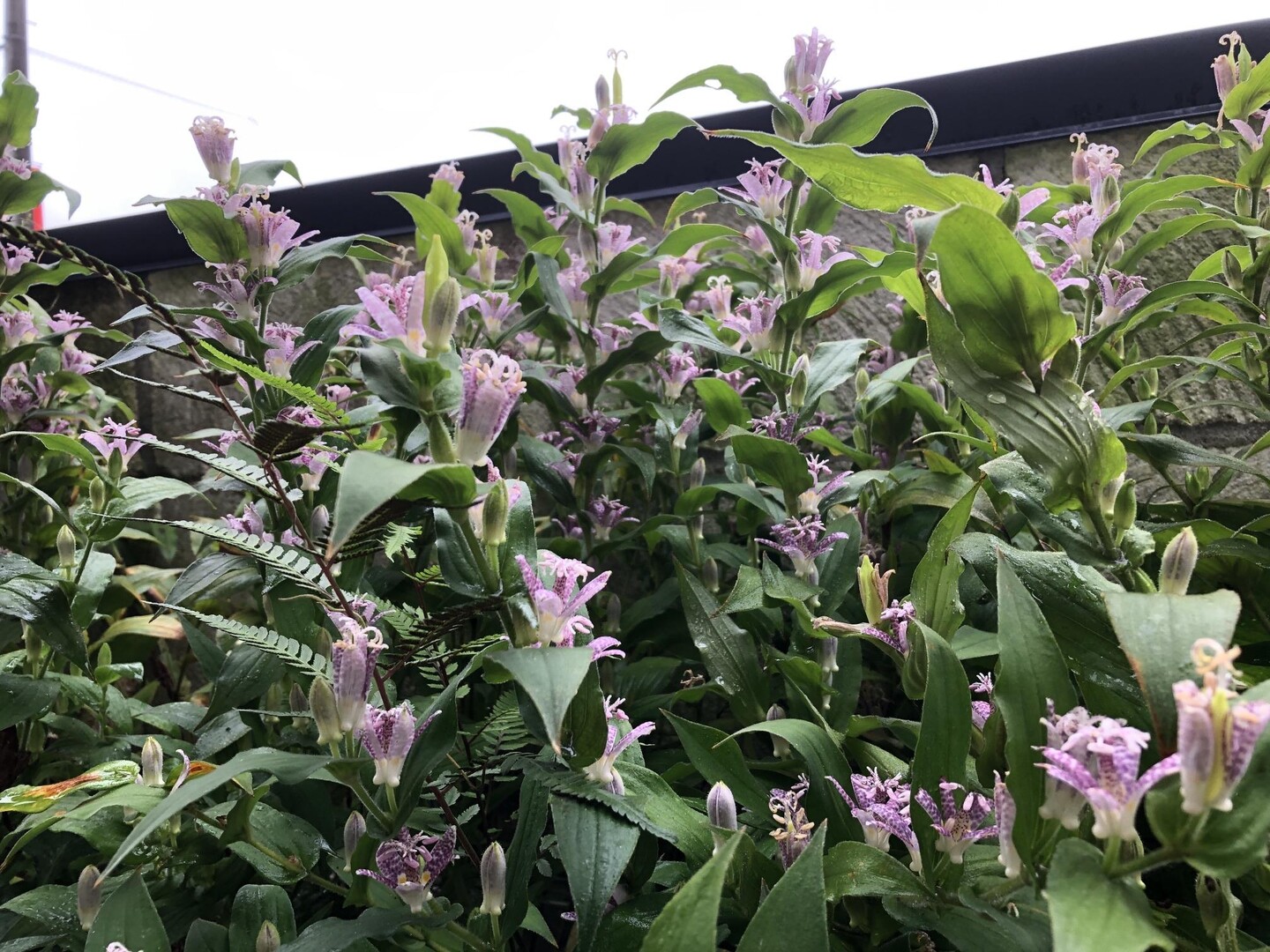 秋の深まりを感じるこの頃、 ①②ホトトギ... / keikoさんのモーメント | YAMAP / ヤマップ