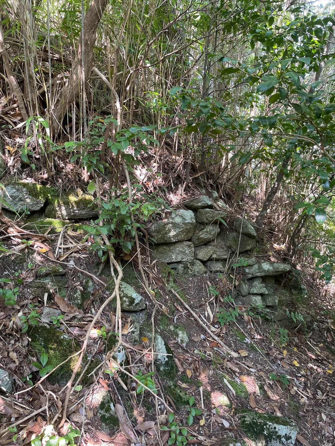 鷲ヶ岳 / 130Kさんの脊振山・金山の活動データ | YAMAP / ヤマップ