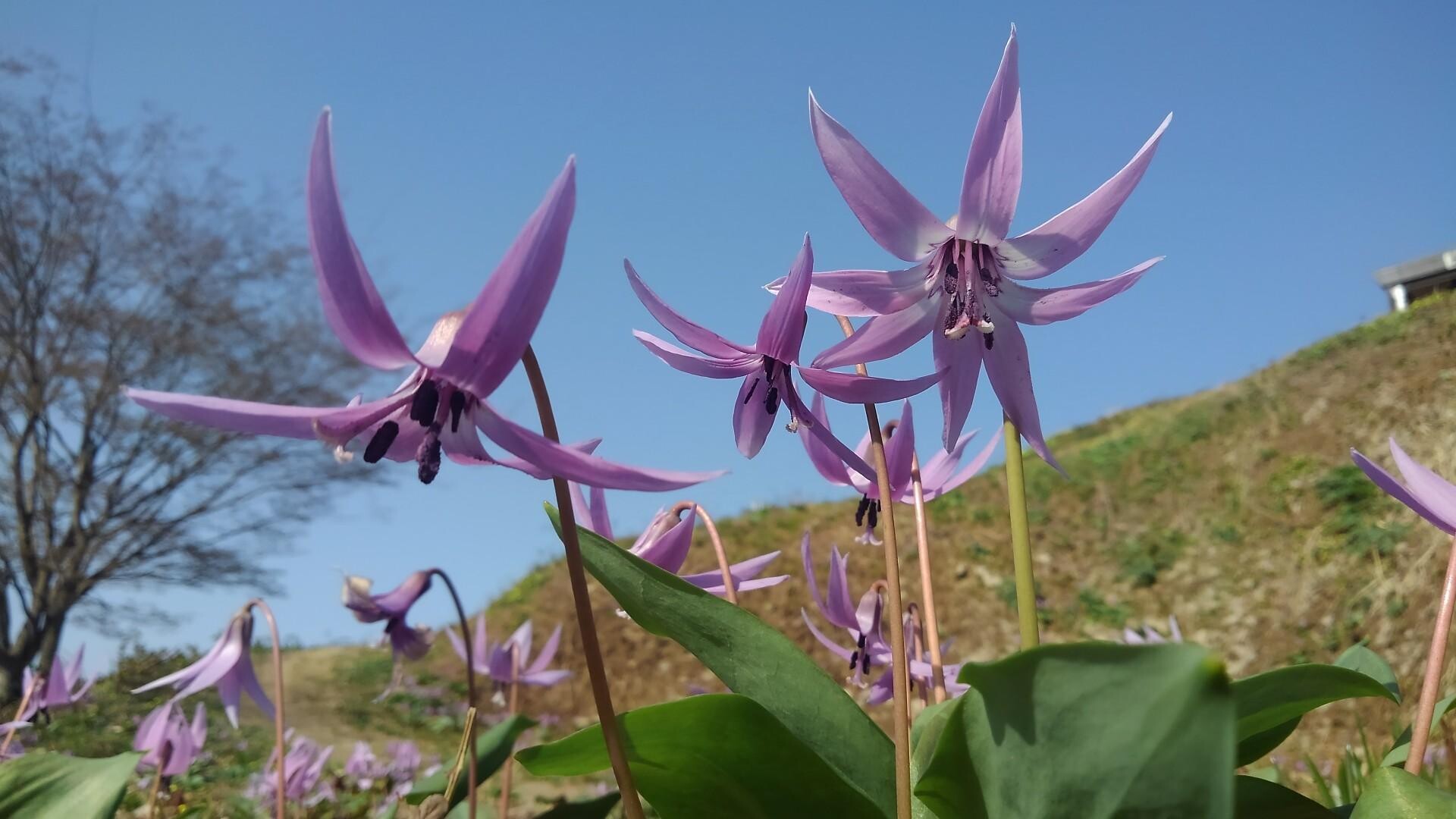 城山2 丸山1 / gk-cnさんの時水城山・丸山の活動データ | YAMAP / ヤマップ