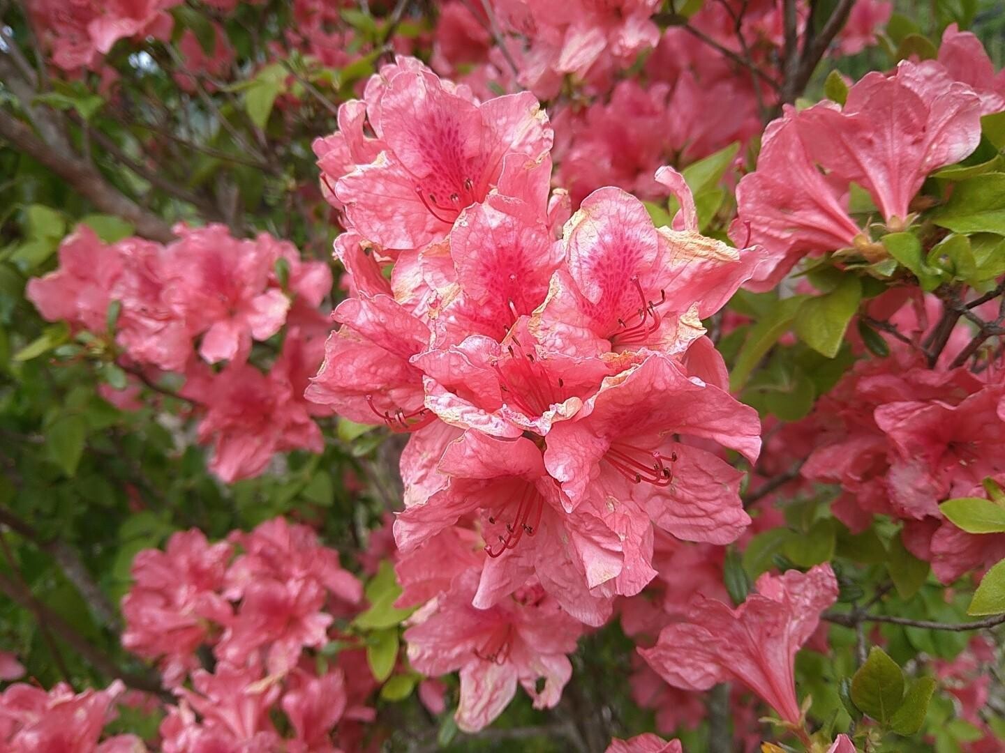 武生山・中武生山・亀ヶ淵……亀ヶ淵山🙅(断念) / eijiさんの奥久慈男体山・月居山・篭岩（篭岩山）の活動データ | YAMAP / ヤマップ