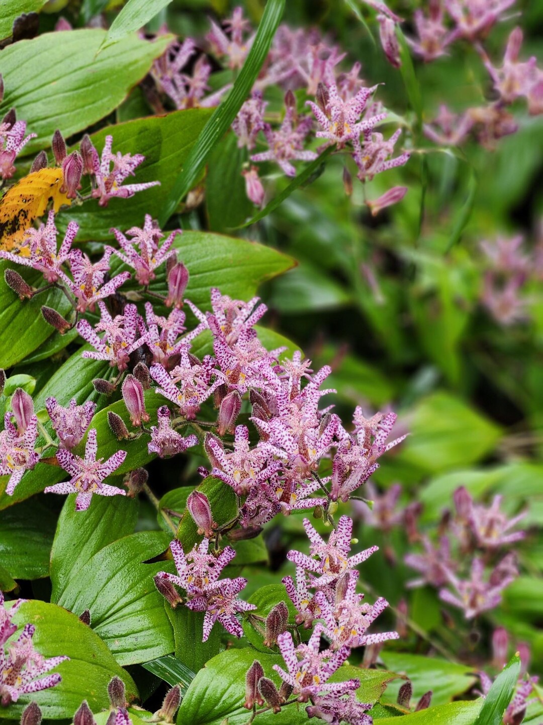鎌倉アルプス 天園コース軽めの雨ラン / きまぐれ坊やさんの鎌倉アルプス（大平山・天台山）の活動データ | YAMAP / ヤマップ