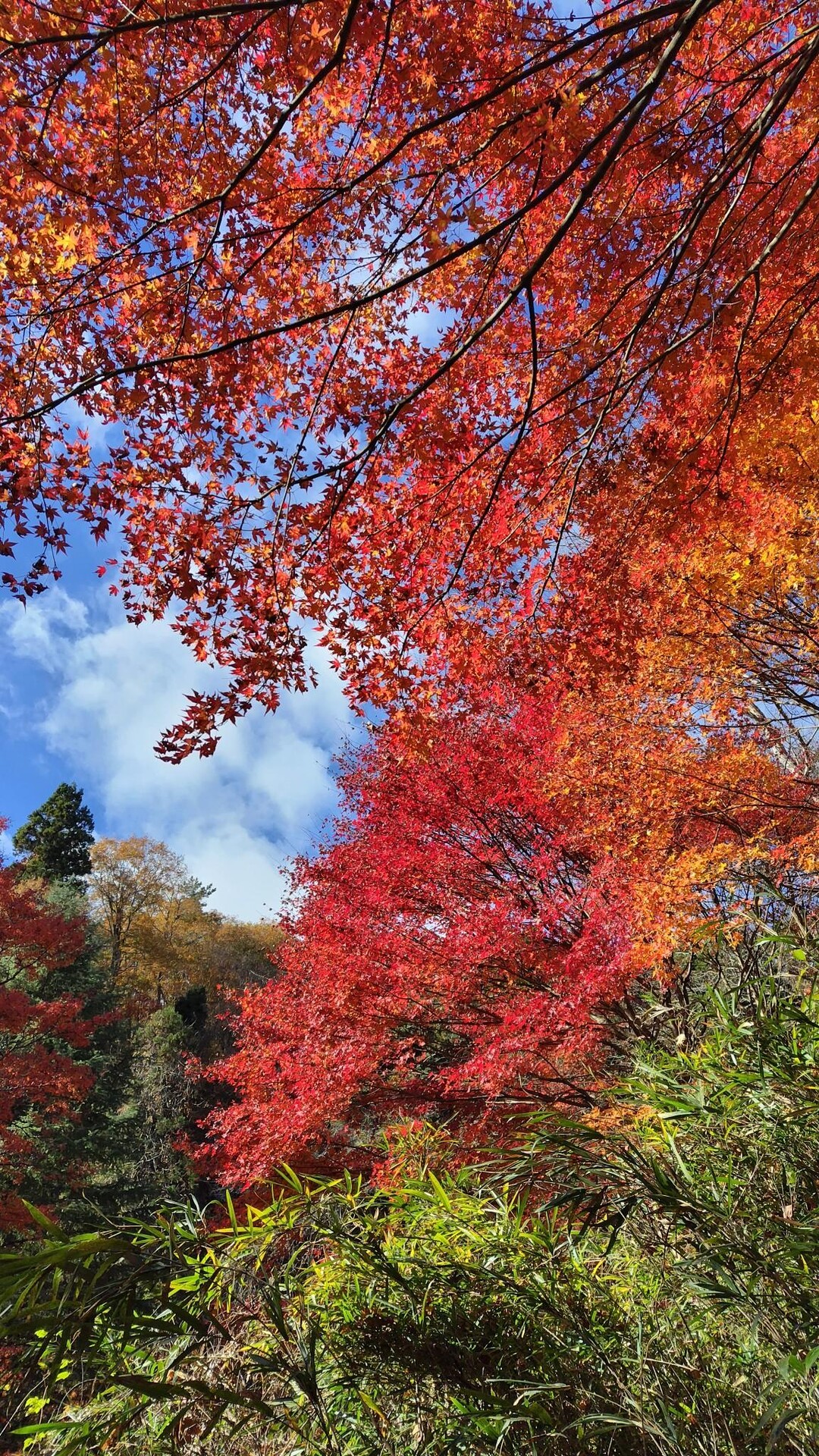不思議な🌳&🍁&🌊 満喫旅 / riko** ☪さんの土岳・花貫渓谷・竪破山の活動データ | YAMAP / ヤマップ