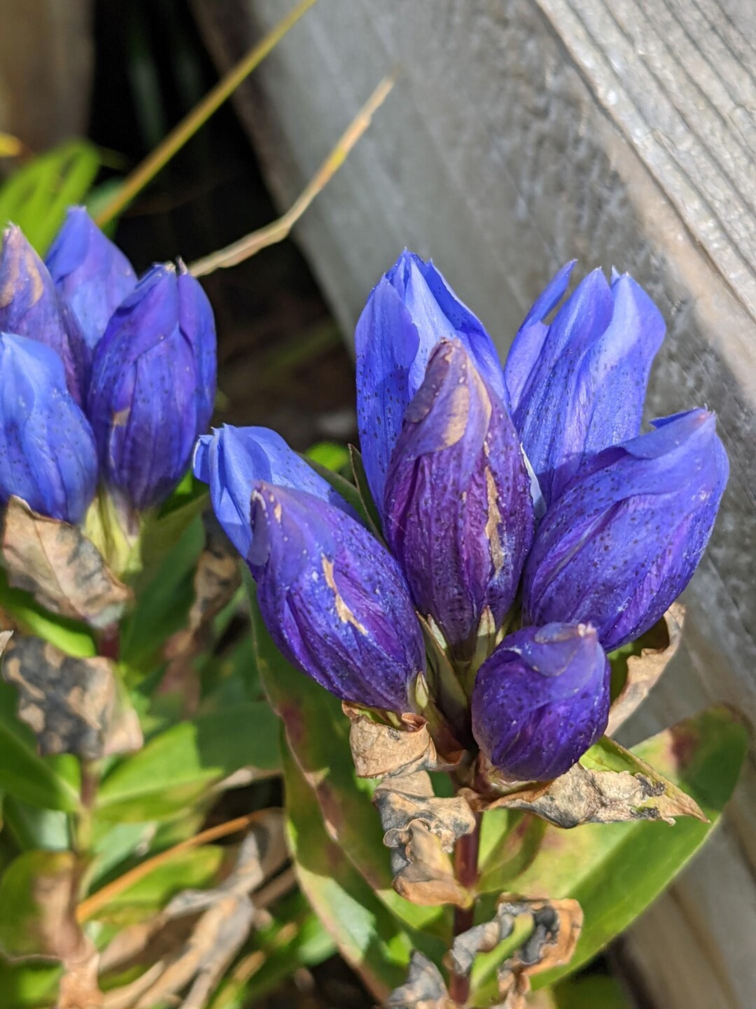 yugohのページ | YAMAP / ヤマップ