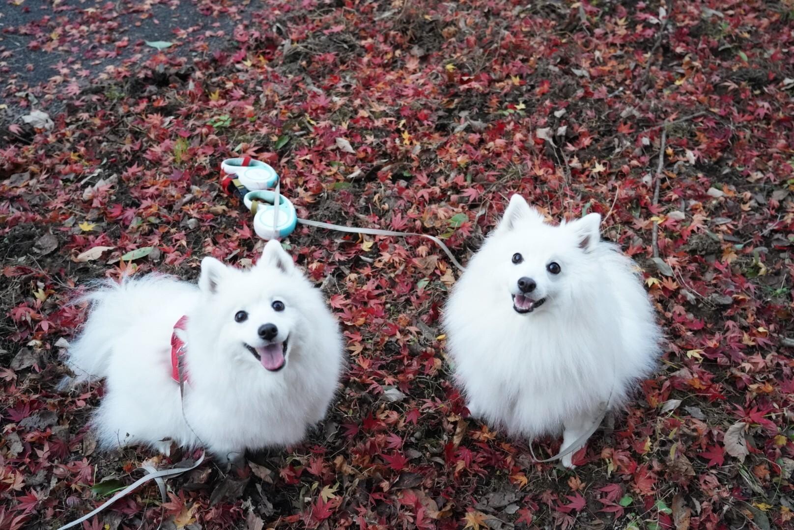 北登山口からの八木山ピストン山歩 / issa.さんの各務原アルプス（関南アルプス）・八木三山の活動データ | YAMAP / ヤマップ