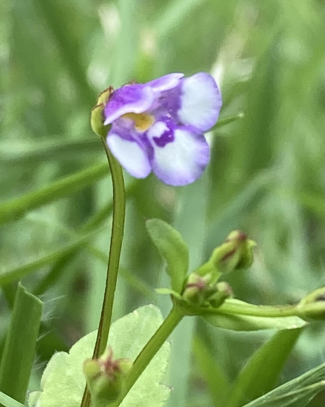 満濃池森林公園 9月 / tairaさんの四国遍路その19の活動データ | YAMAP / ヤマップ