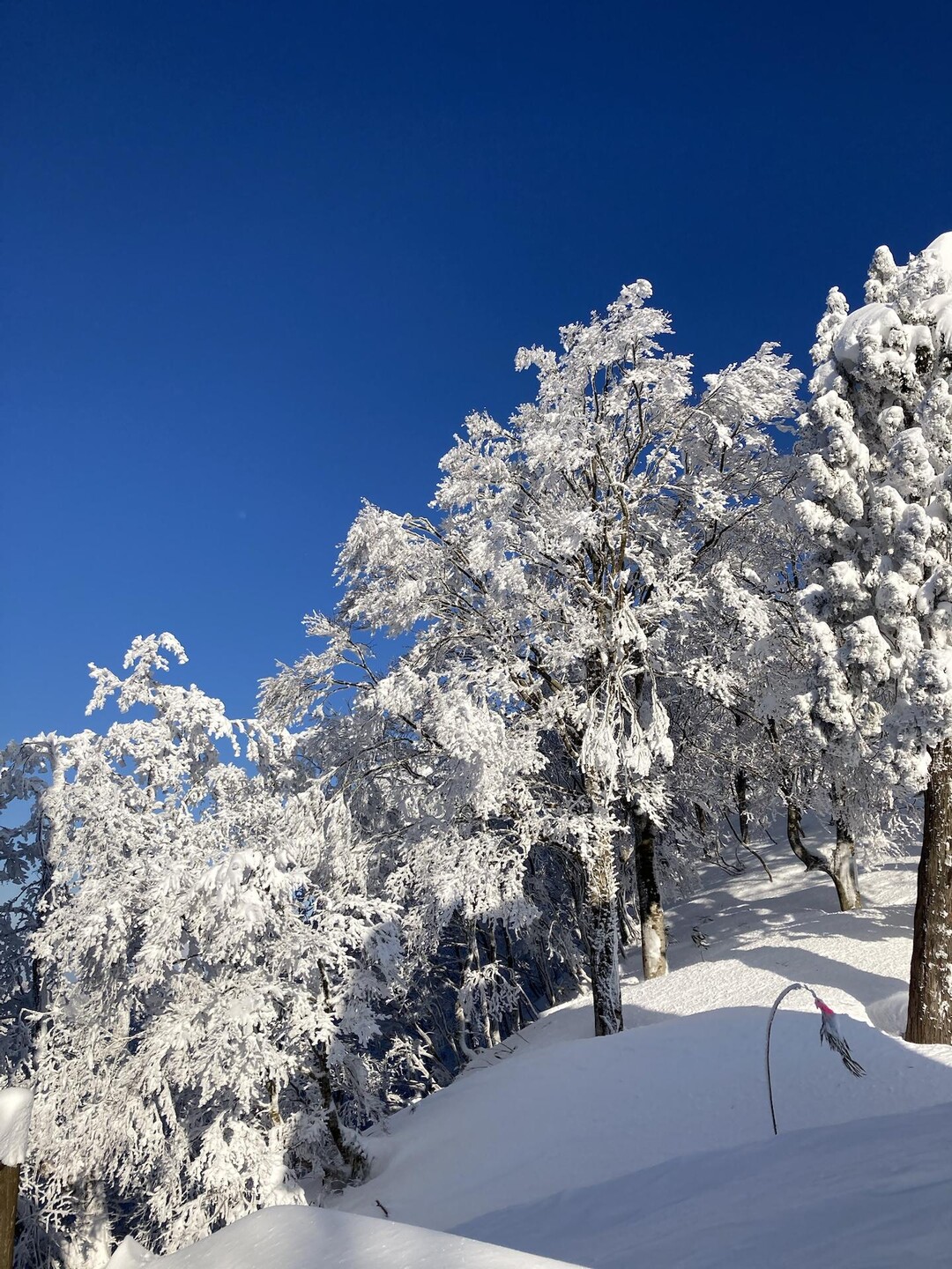 1月12日 氷ノ山周回 氷ノ山ブルーで... / HARuさんのモーメント | YAMAP / ヤマップ