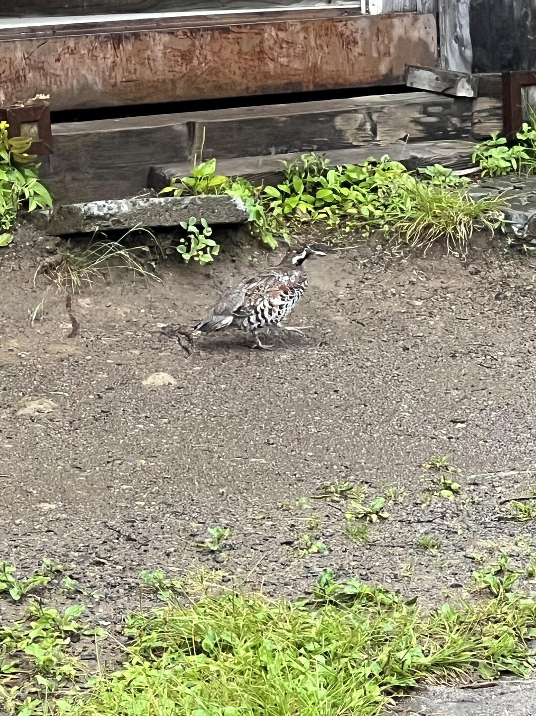 今朝、出勤途中にエゾライチョウを見かけま... / a-2myさんのモーメント | YAMAP / ヤマップ