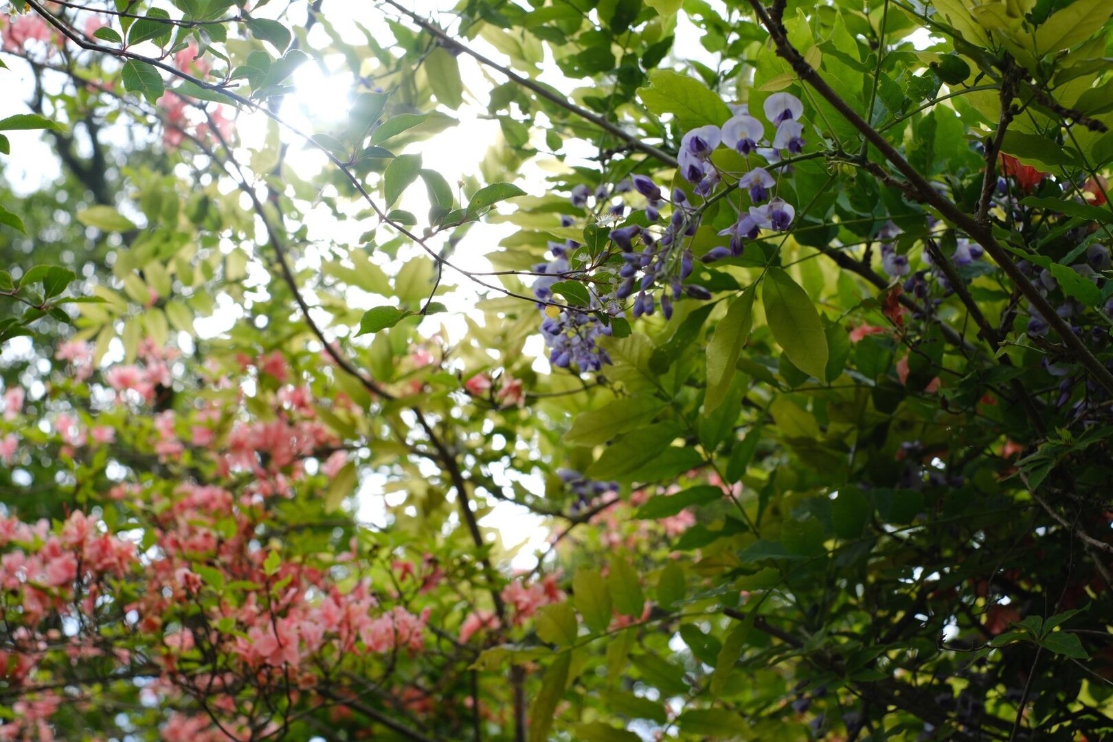 有馬三山・六甲山 / TKCさんの六甲山・長峰山・摩耶山の活動データ | YAMAP / ヤマップ