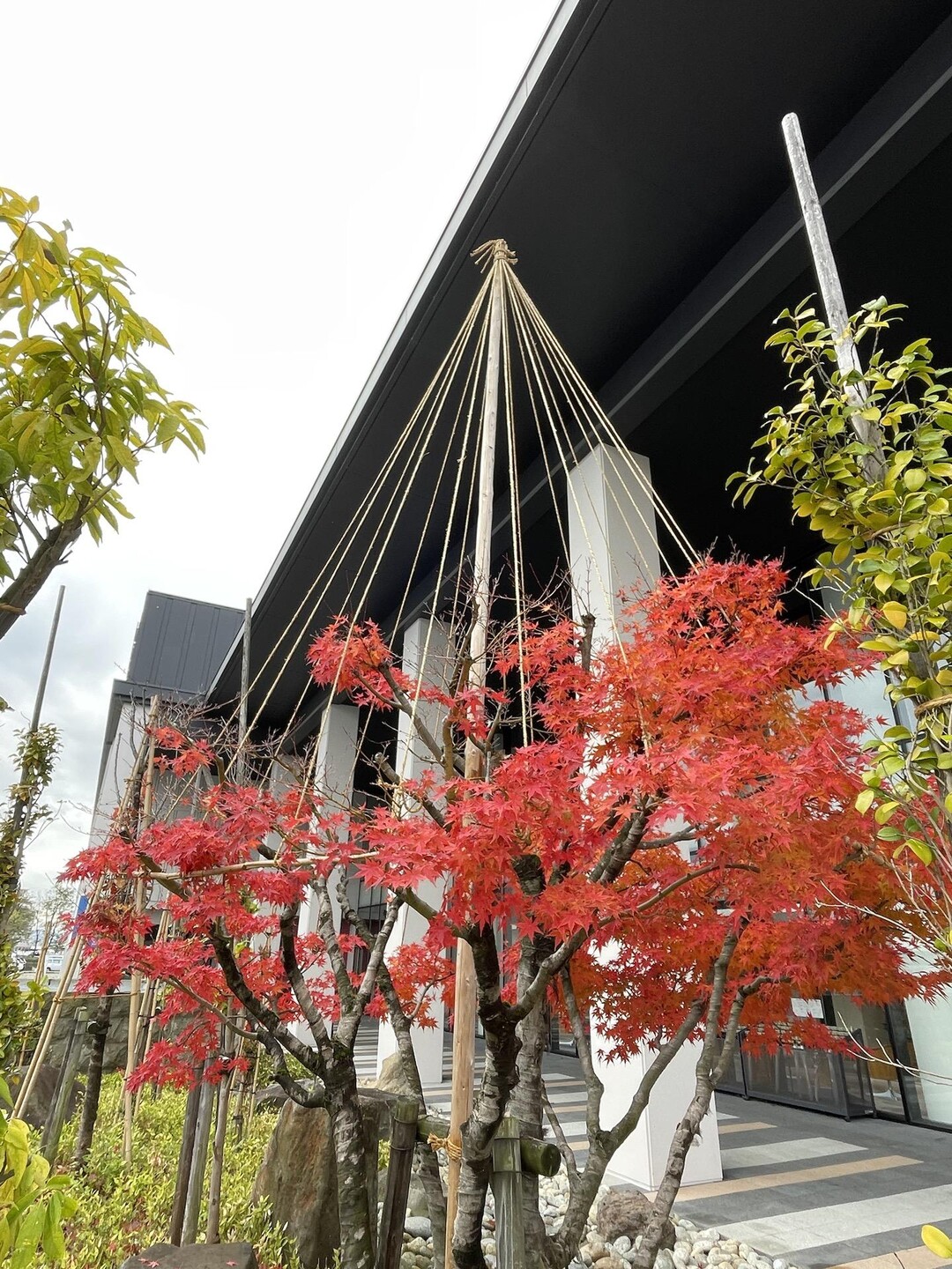 山形にて。 🍁には雪囲い。 花水木には... / sibacciさんのモーメント | YAMAP / ヤマップ