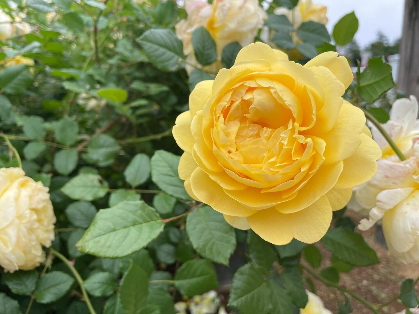 浜スタ2days 生田ばら苑 / やまちこさんの鶴見川流域ウォーキングMAP（尾根歩き編）の活動データ | YAMAP / ヤマップ