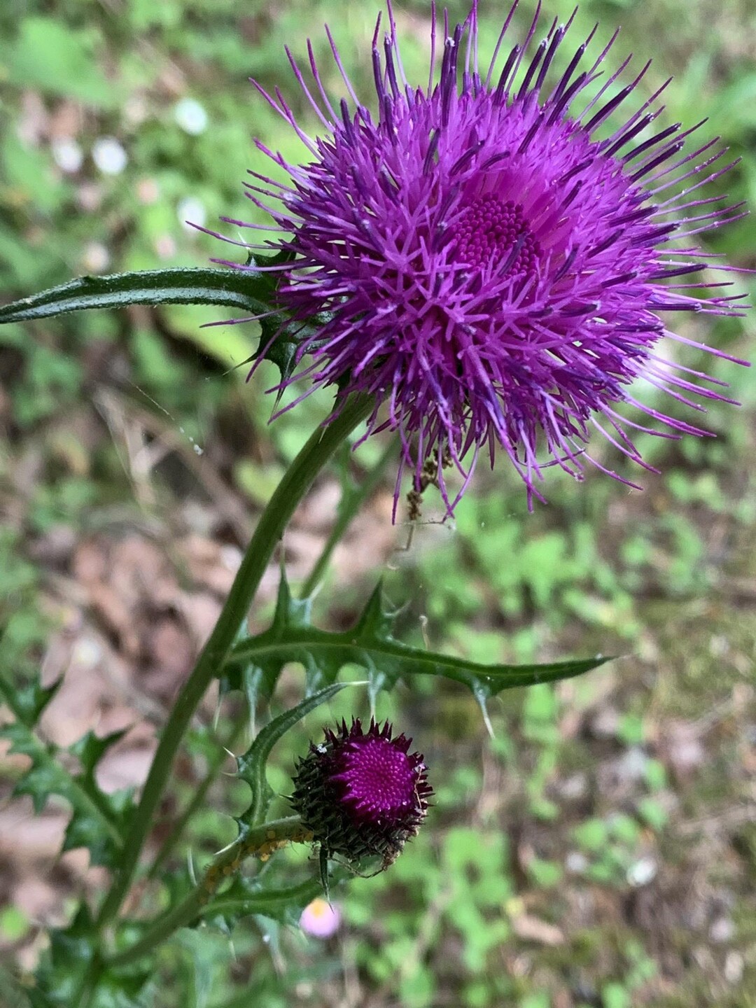 今日のお散歩 芍薬の花が咲きました 雪の... / seekaさんのモーメント | YAMAP / ヤマップ