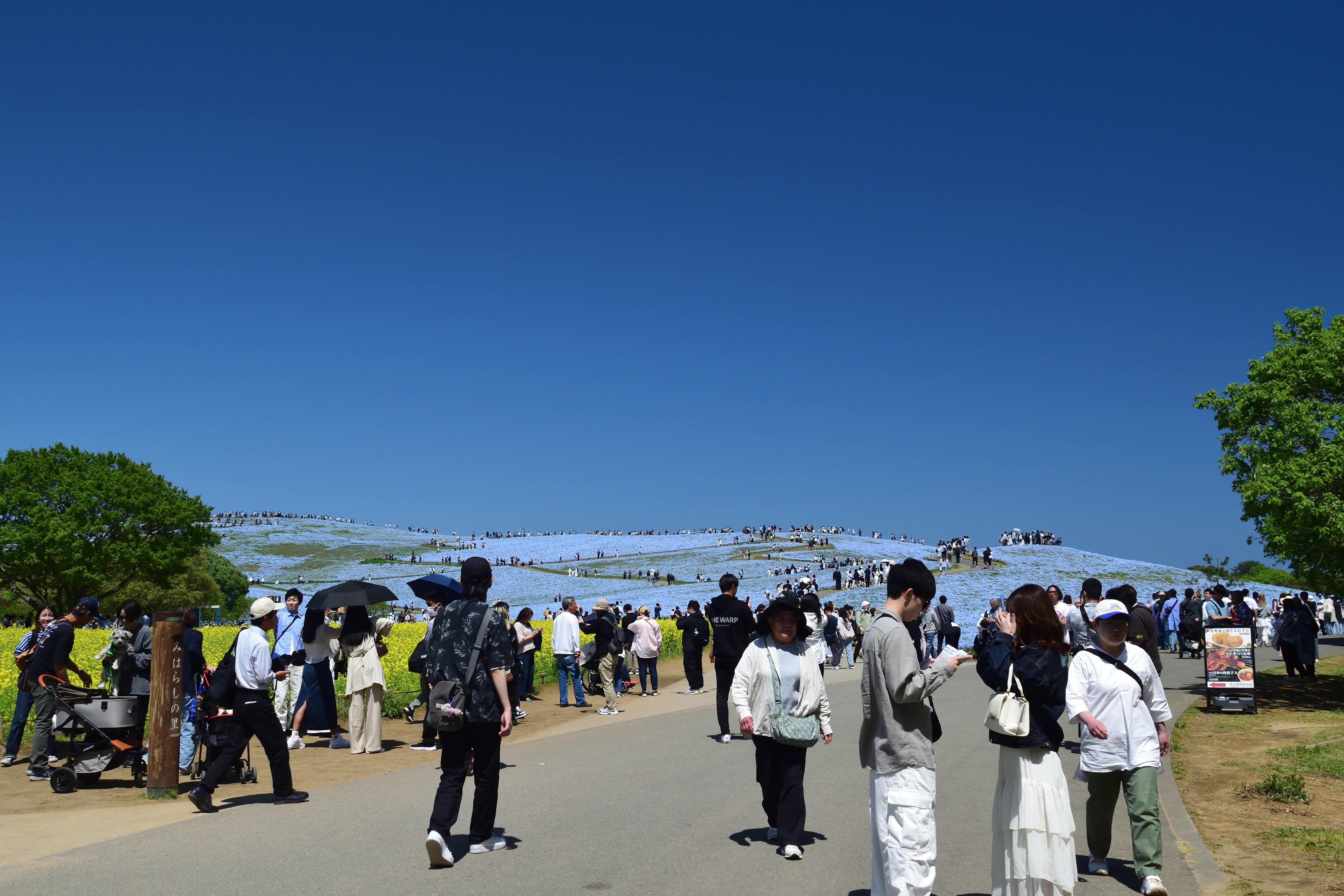 ネモフィラ / nm25さんのモーメント | YAMAP / ヤマップ