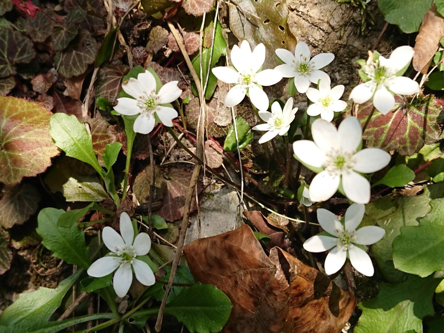 源氏山～お花巡り / jun31さんの鳥羽上山・横山の活動データ | YAMAP / ヤマップ