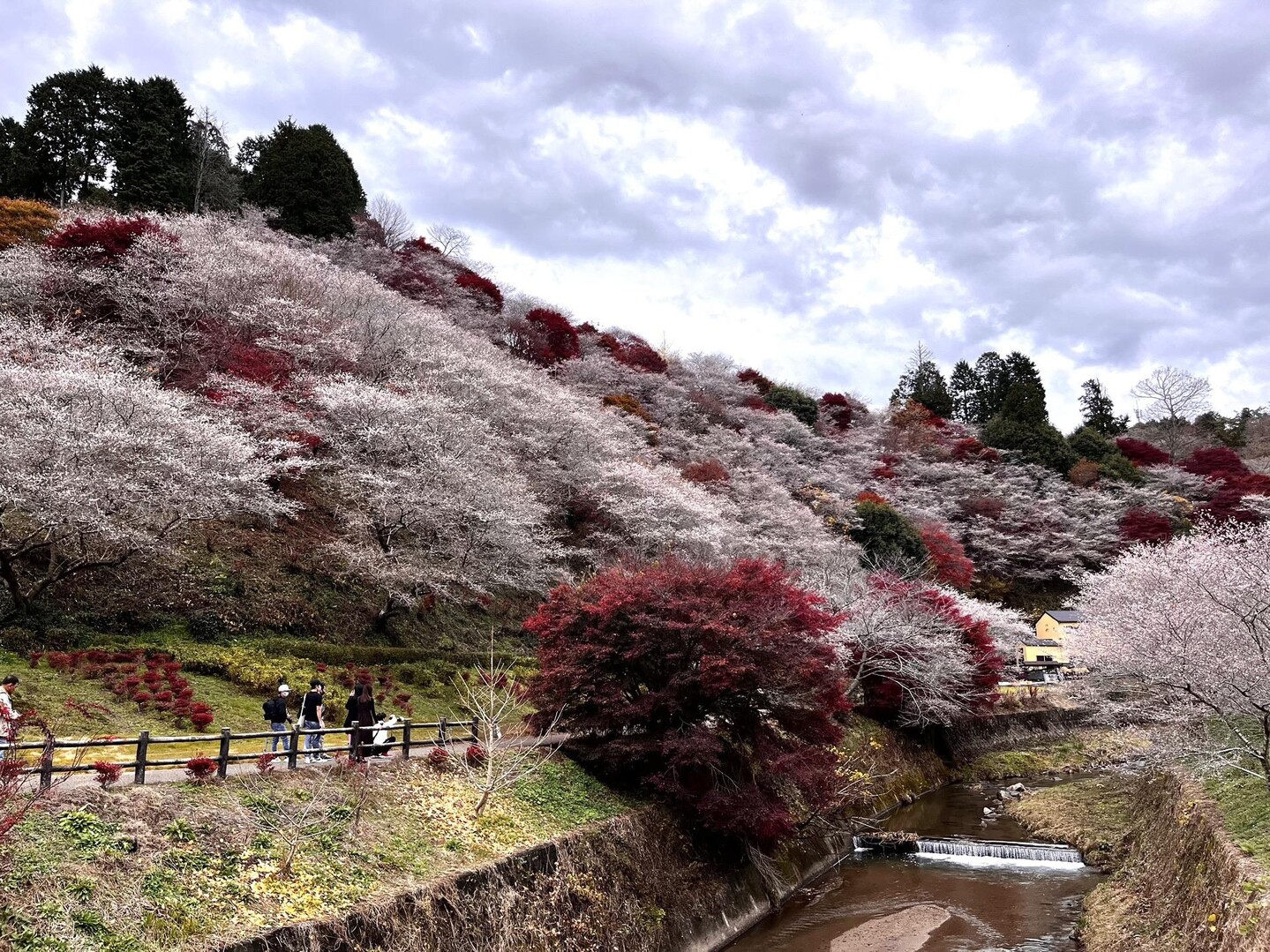 小原四季桜🌸🍁 / Naoko（おこ)🥾さんのウォーキングの活動データ | YAMAP / ヤマップ