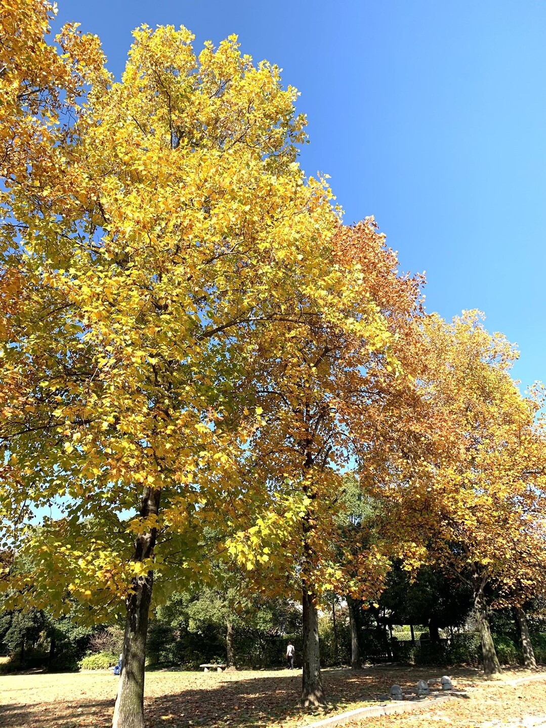 せっかくの快晴なのにお山に行けない憂さ晴... / akemi ちゃんさんのモーメント | YAMAP / ヤマップ
