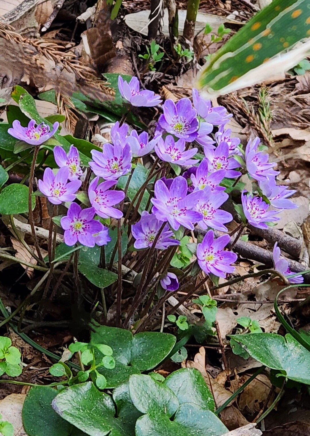 妙法寺 / kokoさんの長岡市 北エリアの活動データ | YAMAP / ヤマップ