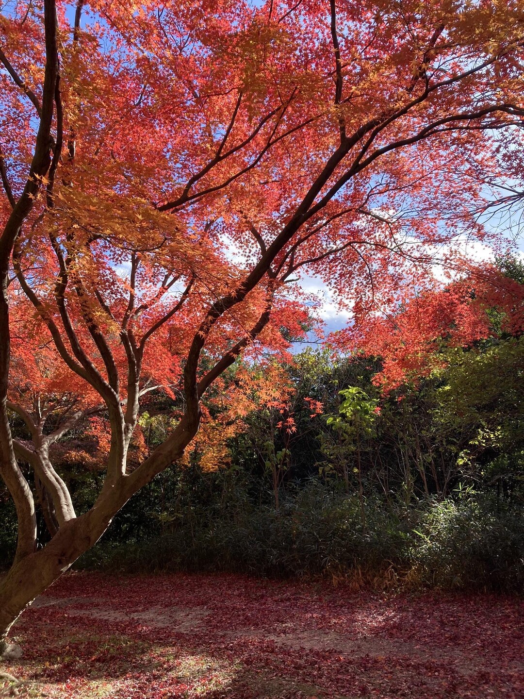 鍋山・黒山 / 1 hawkさんの知多半島（任坊山・本宮山・鍋山）の活動データ | YAMAP / ヤマップ