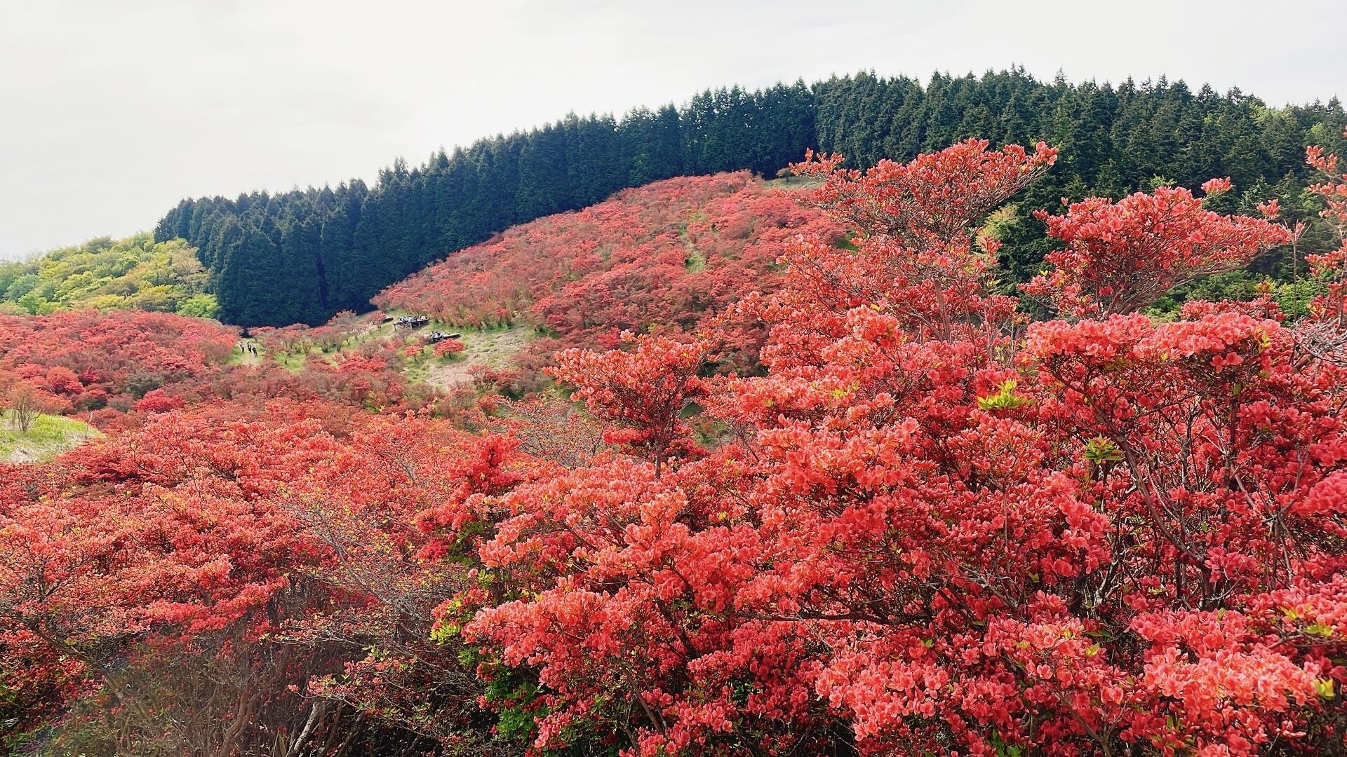 大和葛城山 / silkoさんの葛城古道の活動データ | YAMAP / ヤマップ