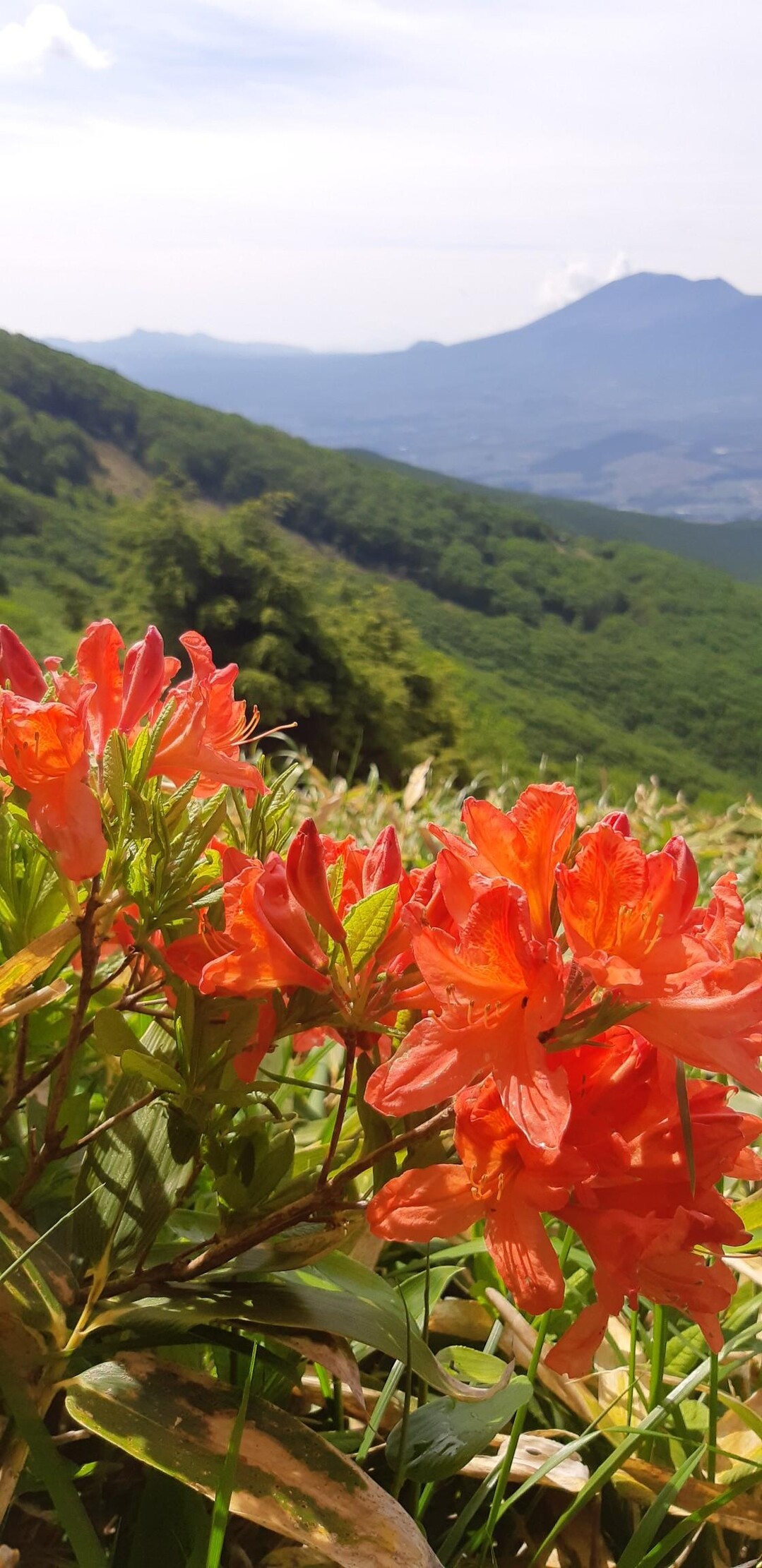 四阿山 鳥居峠 より / Heroさんの四阿山・根子岳の活動日記 | YAMAP / ヤマップ
