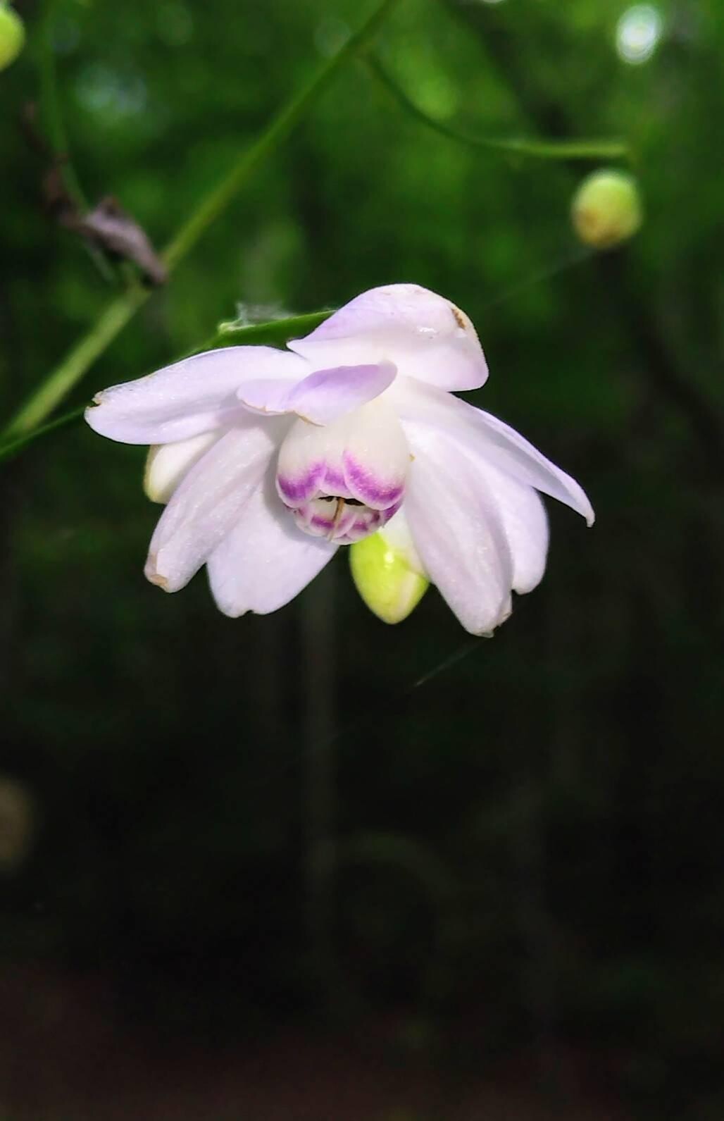 天狗山 / いっちゃんさんの天狗山の活動データ | YAMAP / ヤマップ