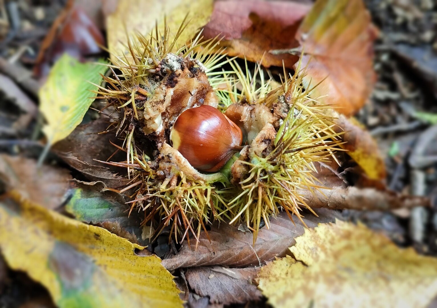 YAMAP約2年で思うこと。 / とむしばさんの金剛山・二上山・大和葛城山の活動データ | YAMAP / ヤマップ