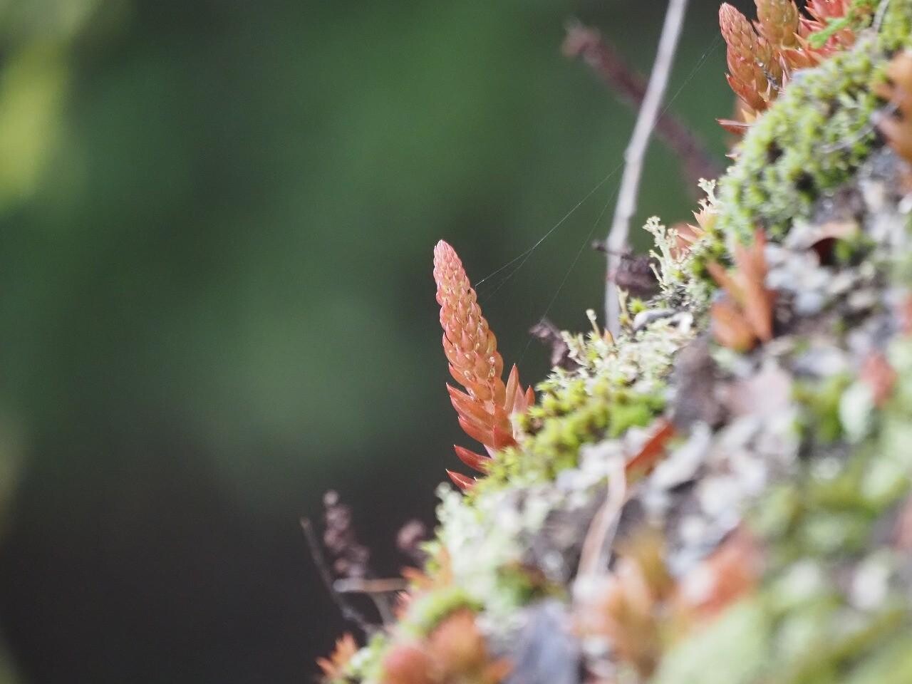 崖や石垣みたいな他の植物がない所に生息す... / JICKさんのモーメント | YAMAP / ヤマップ
