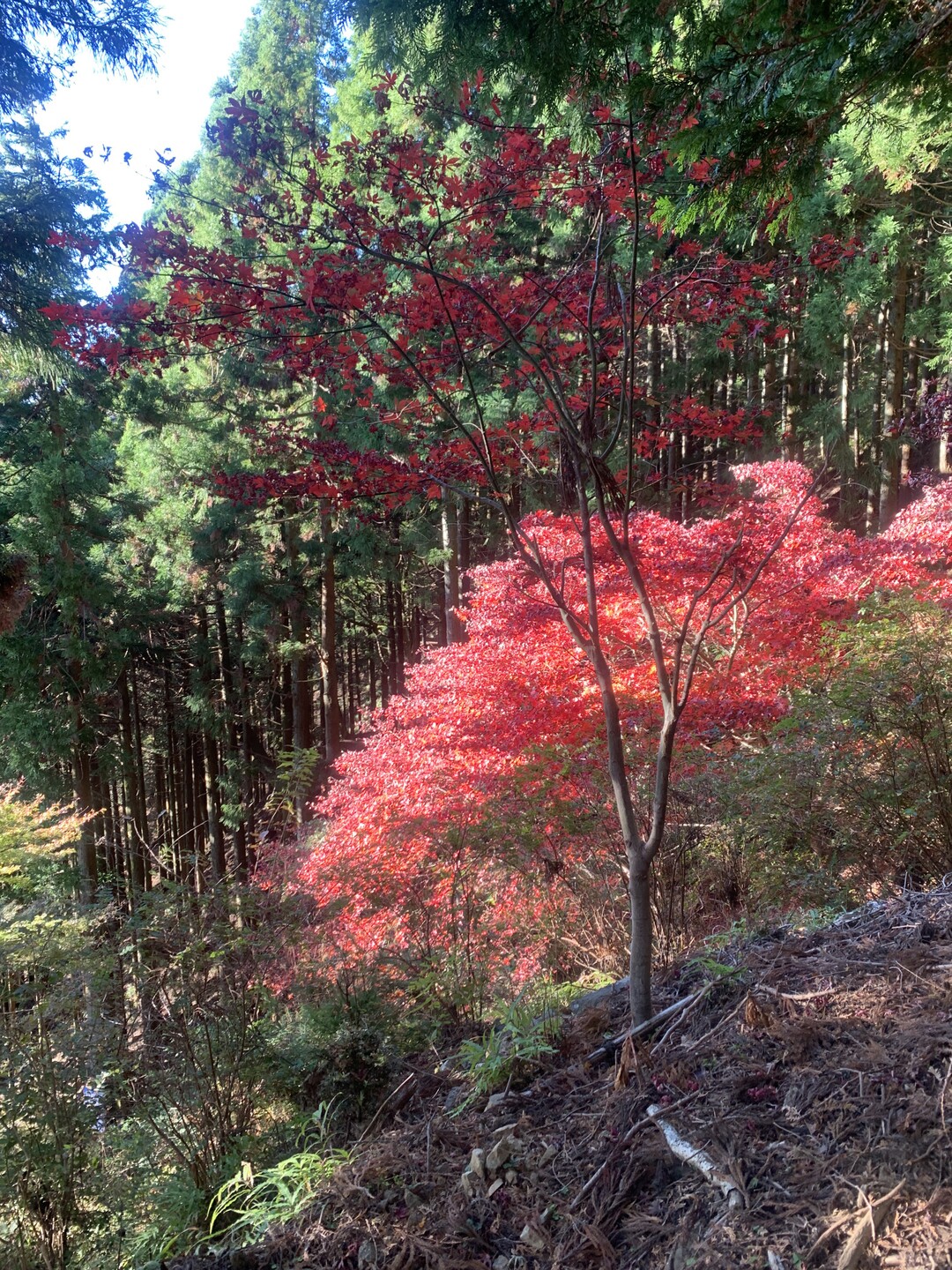 大山 / hi-suさんの大山の活動データ | YAMAP / ヤマップ