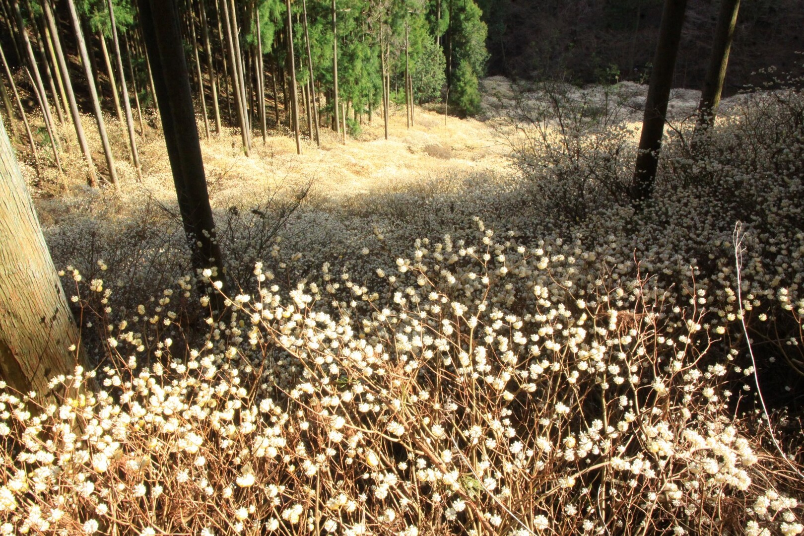初っ端から川に落ちて(IN根本山) / Hiro'ismさんの根本山・熊鷹山・氷室山の活動日記 | YAMAP / ヤマップ