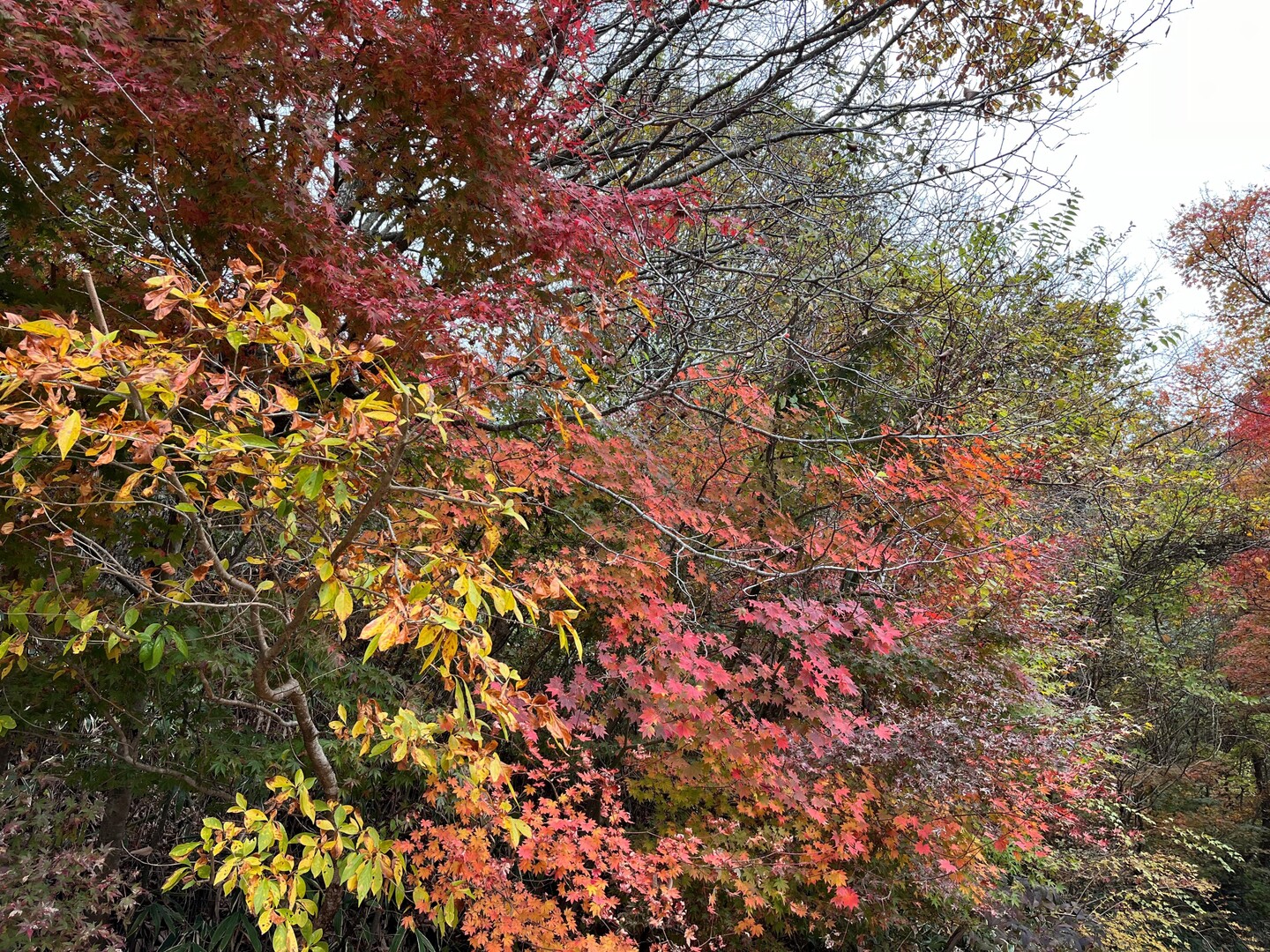 金剛山㊵ / マツさんの金剛山・二上山・大和葛城山の活動データ | YAMAP / ヤマップ