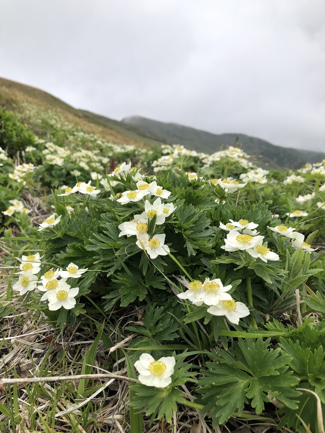 R4.6/11 松手山～平標山 / nakkoさんの登山の活動データ | YAMAP / ヤマップ