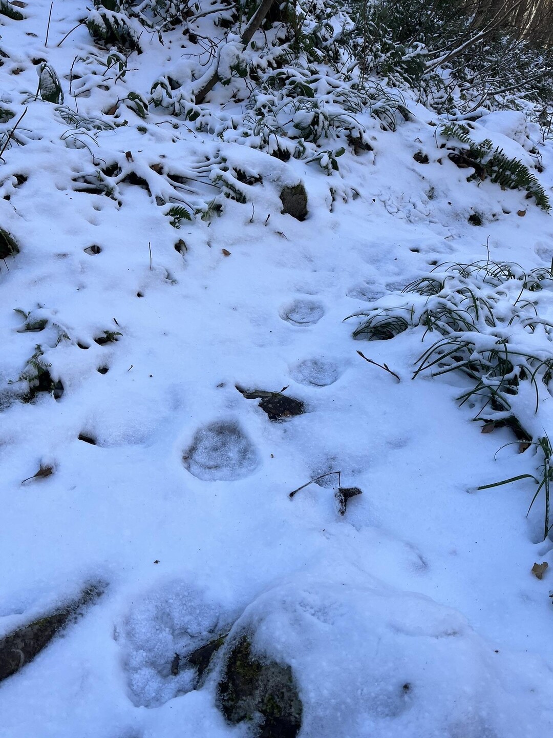 大東岳 小屋とULシャツと死の呼吸、消えたギガプロテインバー / ノグンソウa.k.a.サラドロボーさんの面白山・神室岳・大東岳・雨呼山の活動データ | YAMAP / ヤマップ