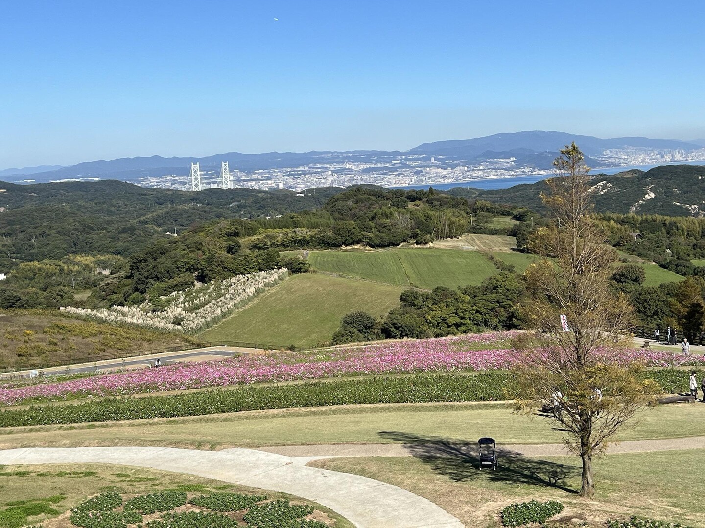 コスモスを見にあわじ花さじきへ。 斜面に... / ヤッシーさんのモーメント | YAMAP / ヤマップ