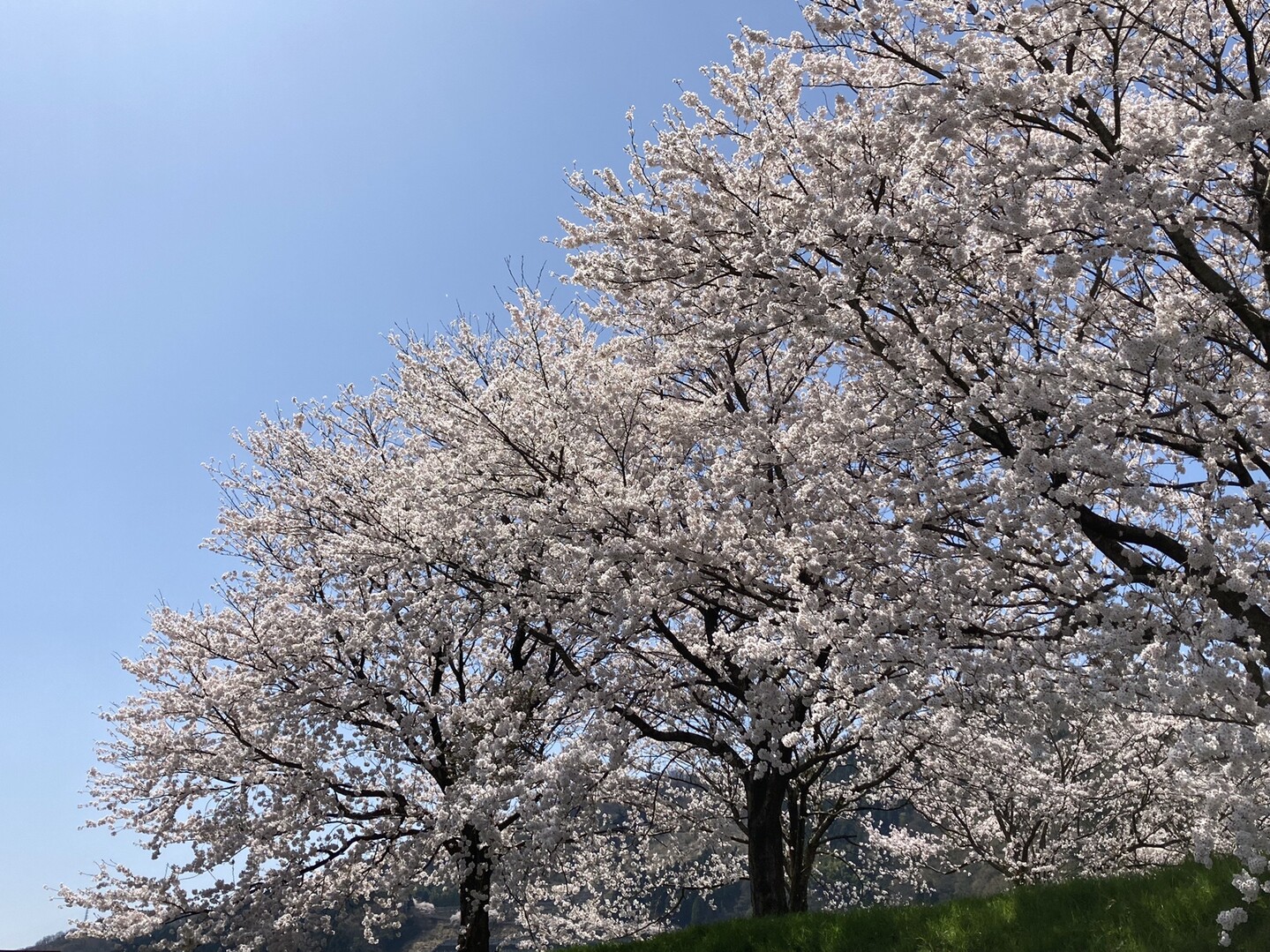 ワクチンニモマケナヌ 丈夫ナカラダヲモチ... / yoma-chanさんのモーメント | YAMAP / ヤマップ