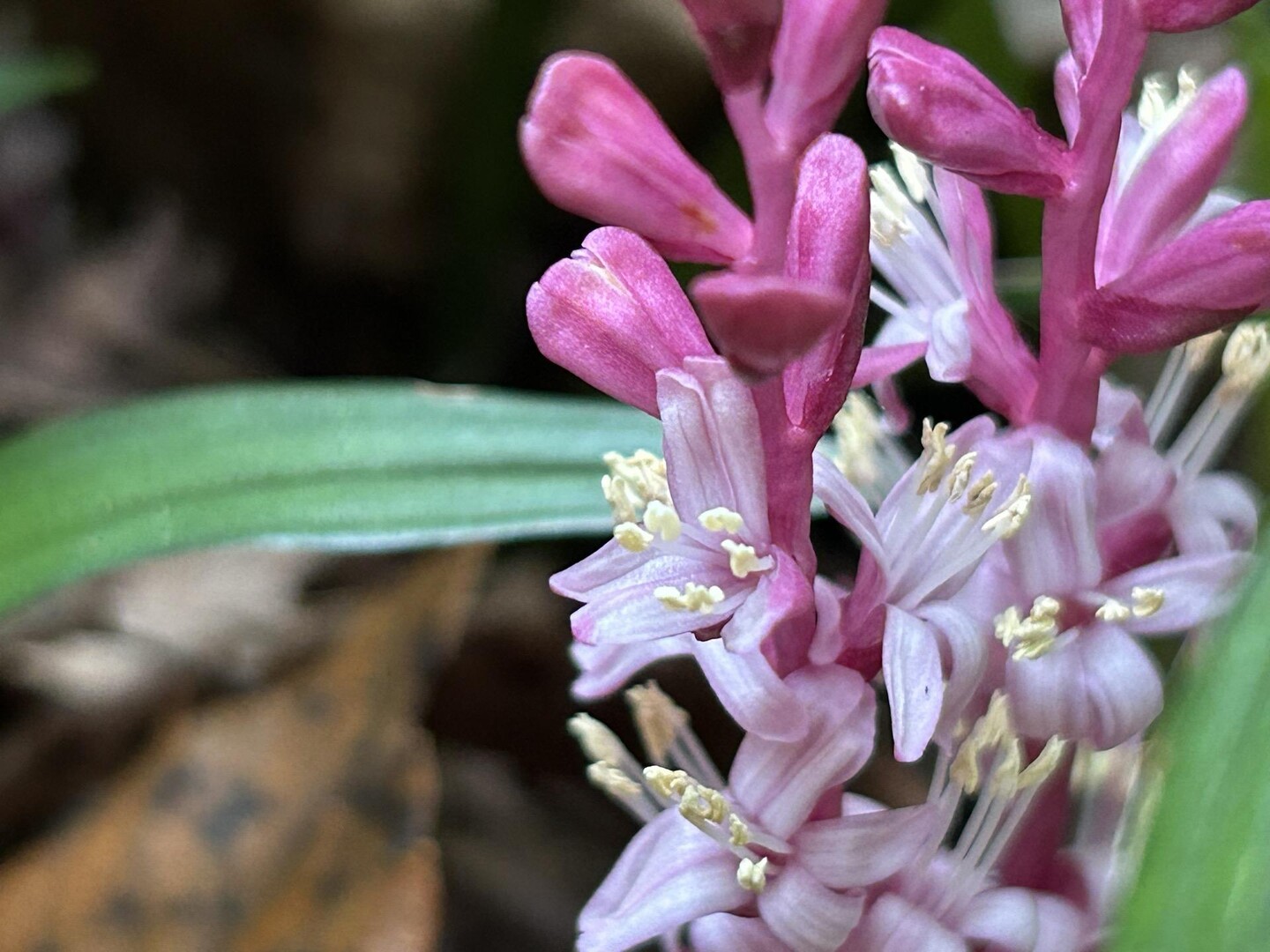 雨山 / Yukakoさんの紀泉アルプス・飯盛山・ボンデン山の活動データ | YAMAP / ヤマップ