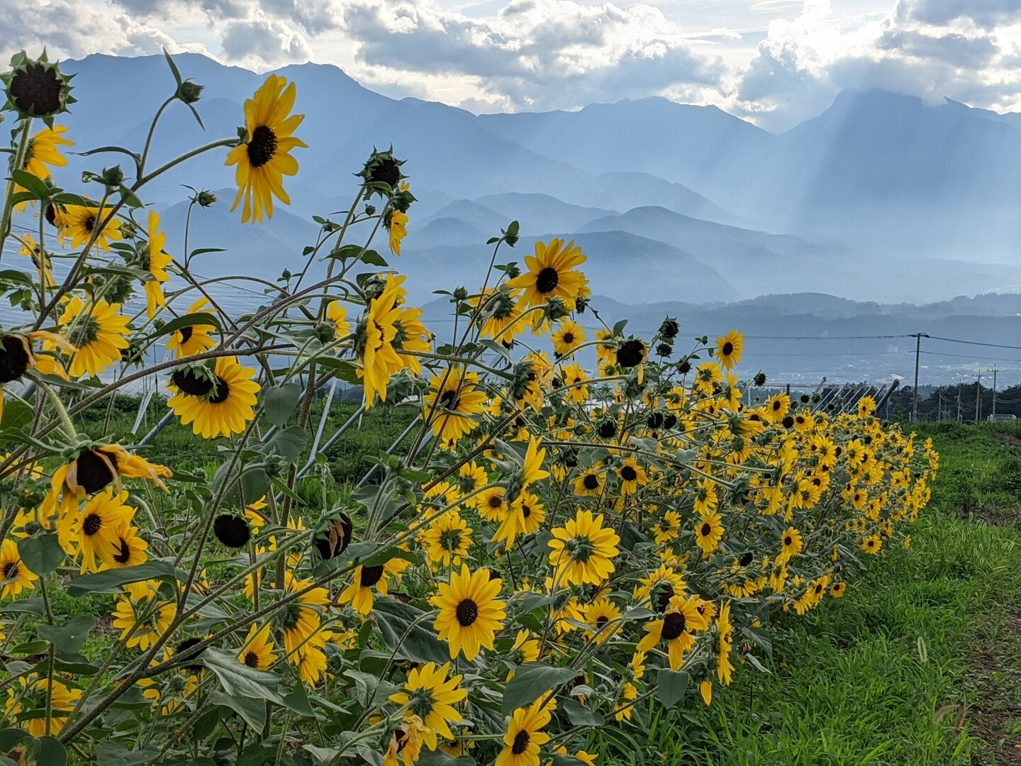 茅ヶ岳・金ヶ岳ループ / Okamonさんの茅ヶ岳・金ヶ岳・太刀岡山の活動データ | YAMAP / ヤマップ
