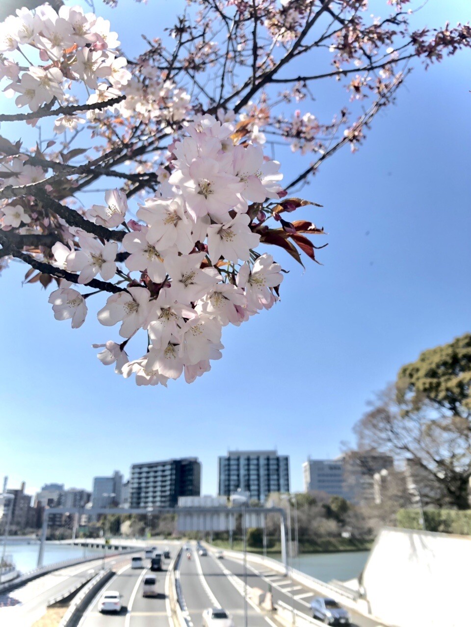 春きたる๑•̀ㅂ•́و ” 桜 Mariさんのモーメント Yamap ヤマップ