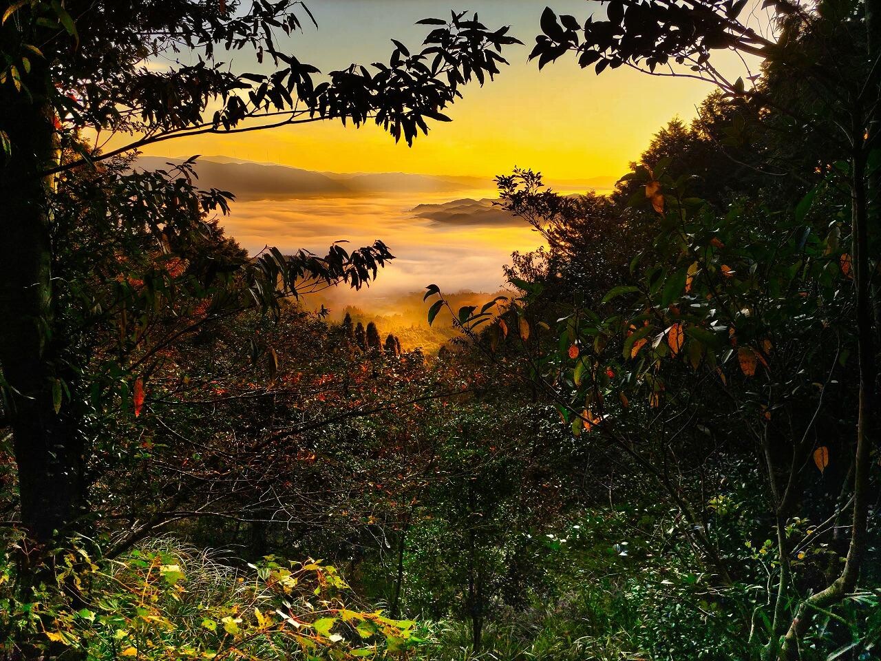 裏山魚野・・第二展望台 藪漕ぎ撮影ポ... / sin358さんのモーメント | YAMAP / ヤマップ