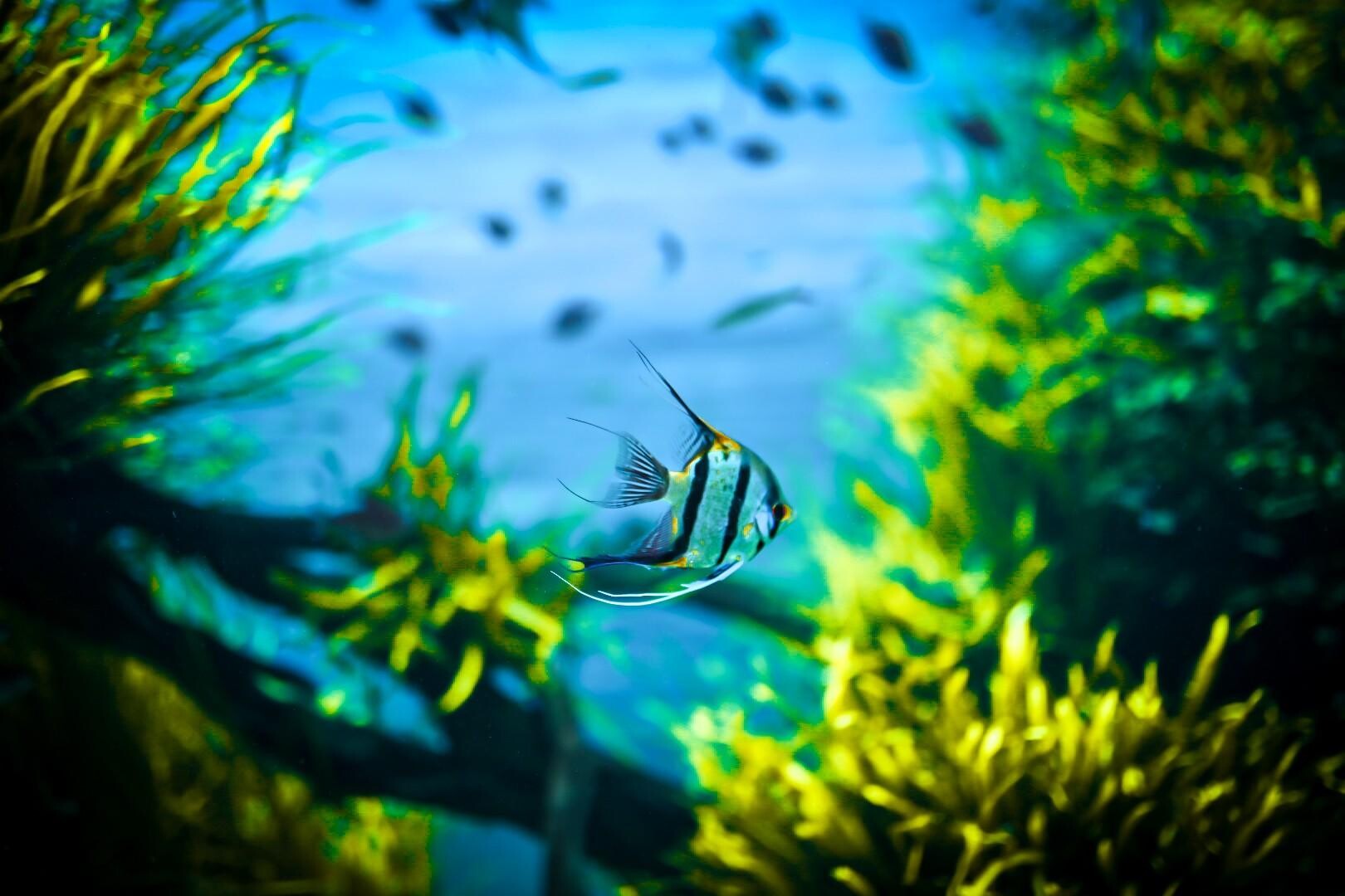 熱帯魚 / GIさんのモーメント | YAMAP / ヤマップ