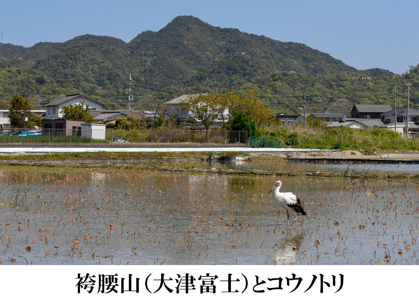 袴腰山（大津富士) 1022 2021... / 袴腰のベニトンボさんのモーメント | YAMAP / ヤマップ