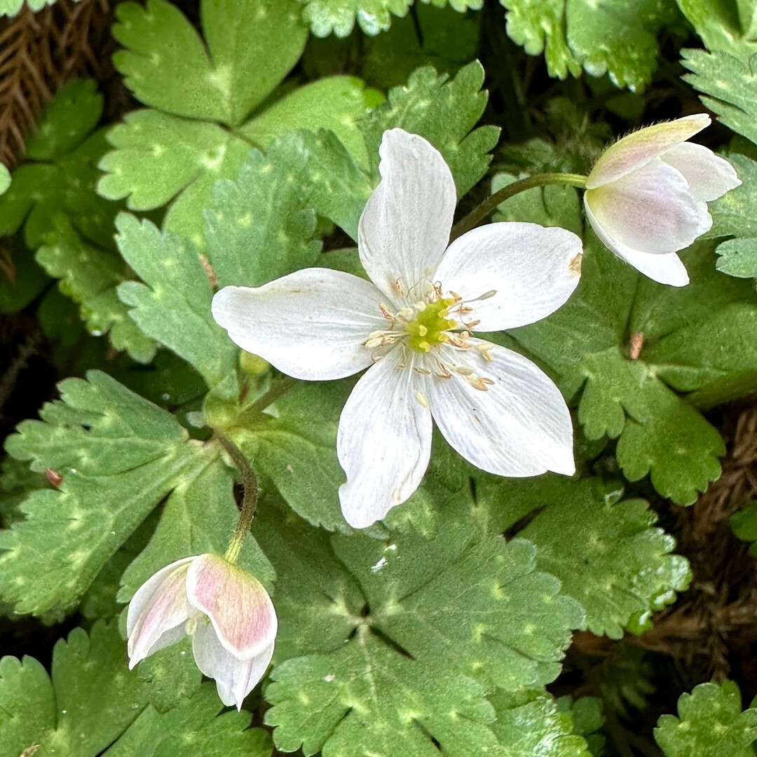 ニリンソウ🤍群生地 / Beniさんの高尾山・陣馬山・景信山の活動日記 | YAMAP / ヤマップ