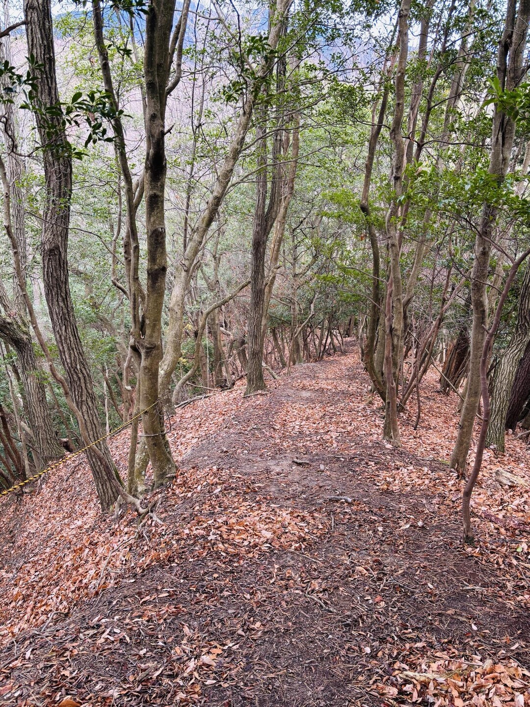 猿丸山 他縦走（奥大文字）【Peek hunt】 / 🍄やき🐛🐜さんの大文字山・如意ヶ嶽・稲荷山の活動データ | YAMAP / ヤマップ