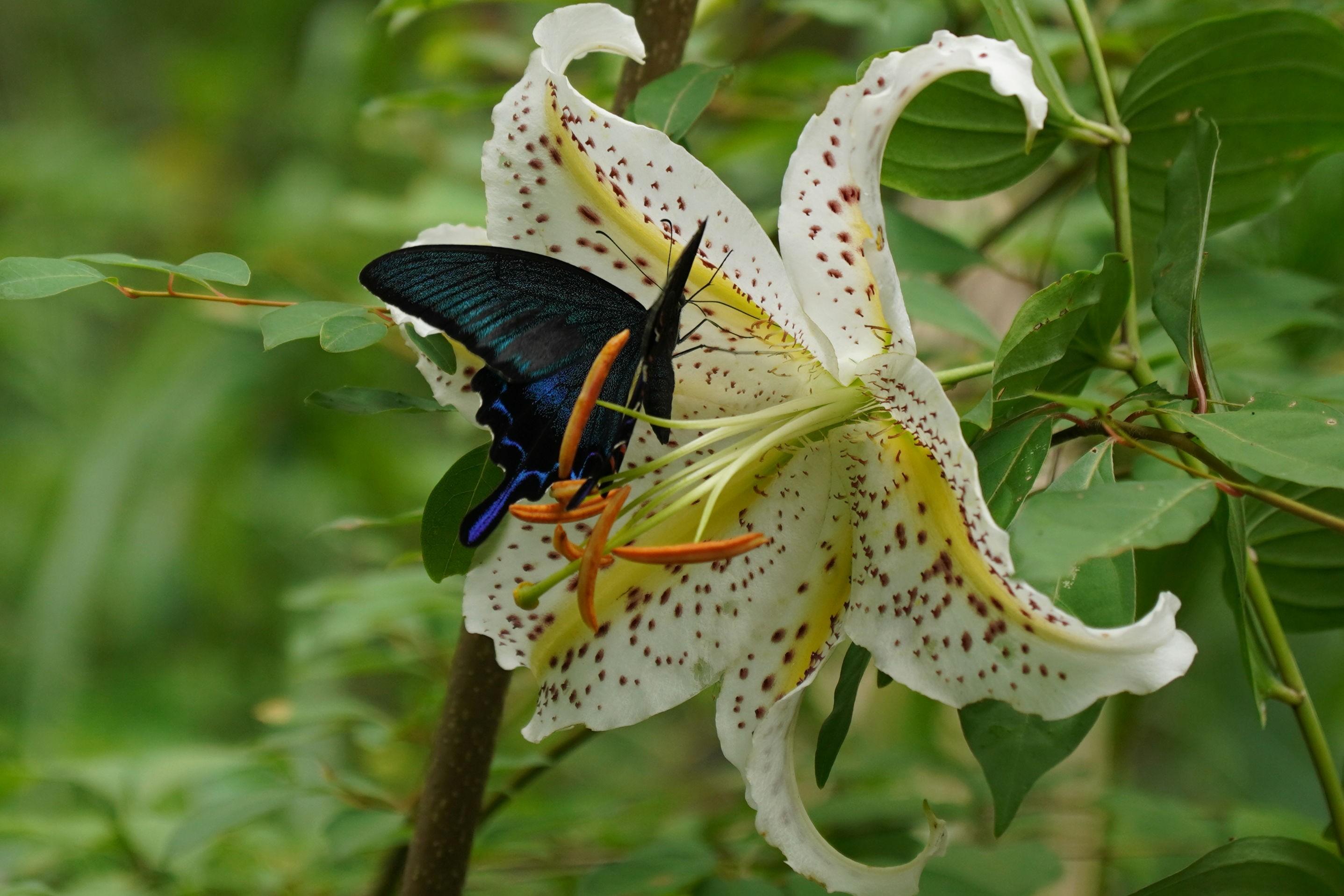 【ヤマユリが】景信山・高尾山【たくさん咲いている】 / RNさんの高尾山・陣馬山・景信山の活動データ | YAMAP / ヤマップ