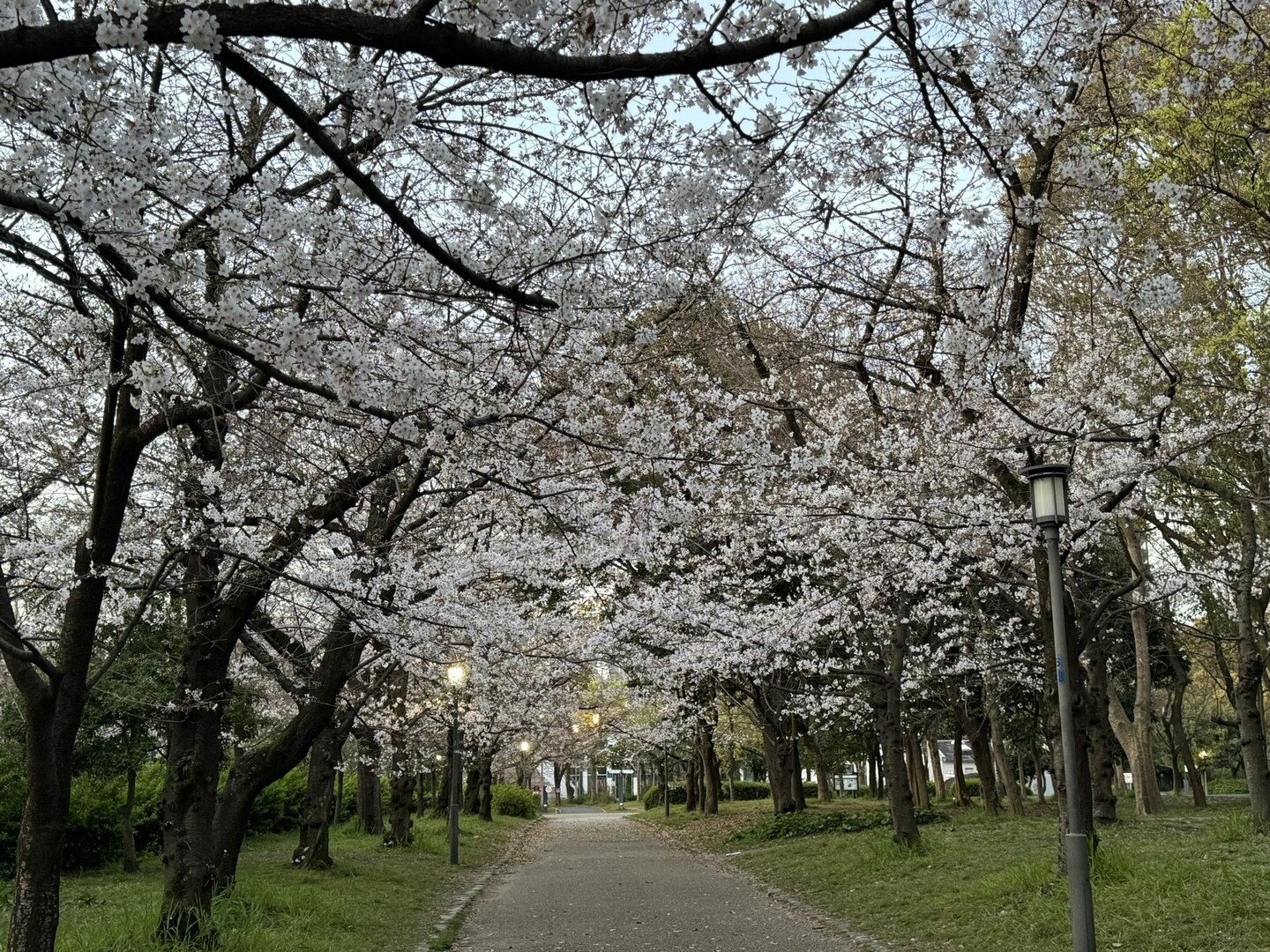 大川・大阪城公園 Run&Walk -2024-04-02 / mattさんの大阪市の活動データ | YAMAP / ヤマップ