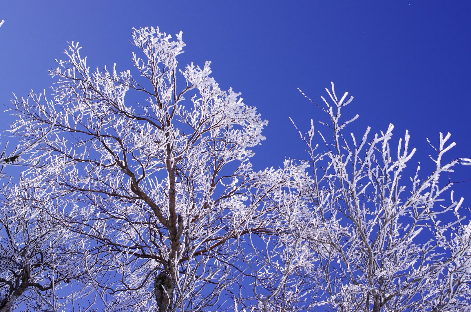 2024初🏔剣山 / motoさんの剣山の活動データ | YAMAP / ヤマップ